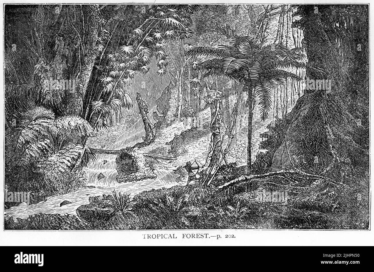 man hunting in a tropical rainforest Stock Photo - Alamy