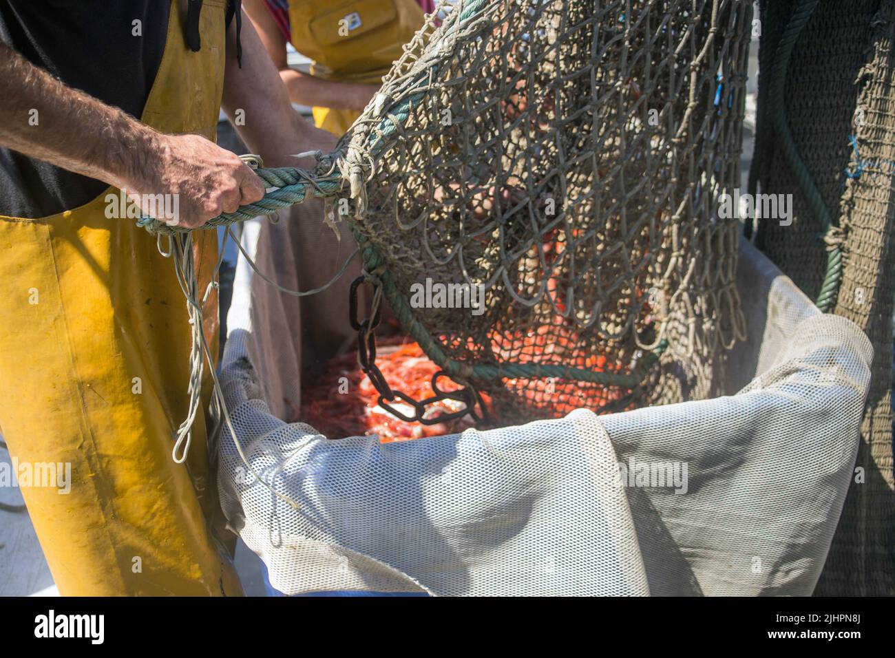 Fishermen emptying nets and selecting the catch of red prawn Stock ...