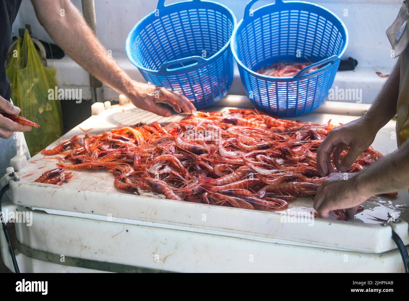 Fishermen emptying nets and selecting the catch of red prawn Stock ...