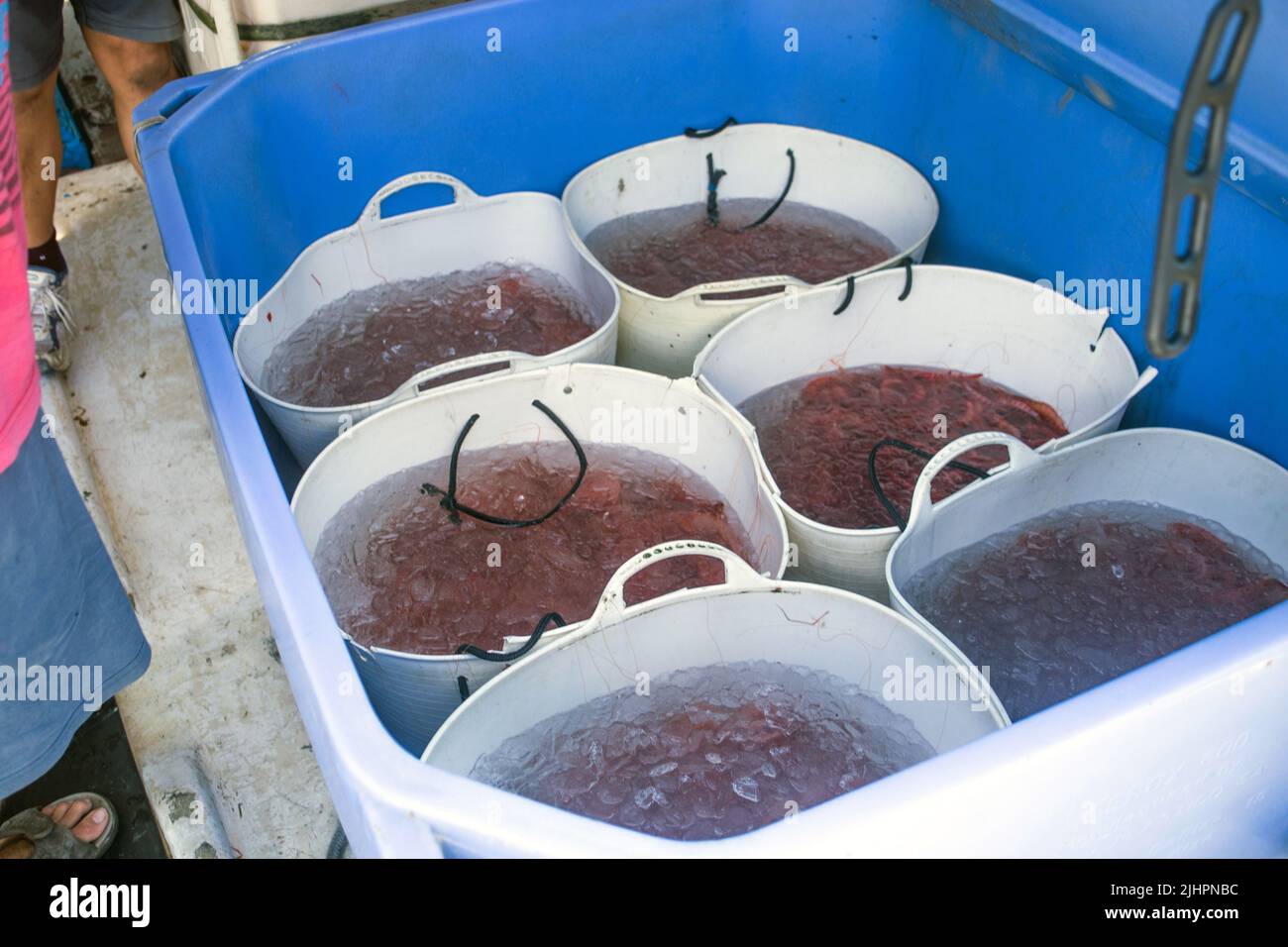 Red prawn stored with ice Stock Photo - Alamy