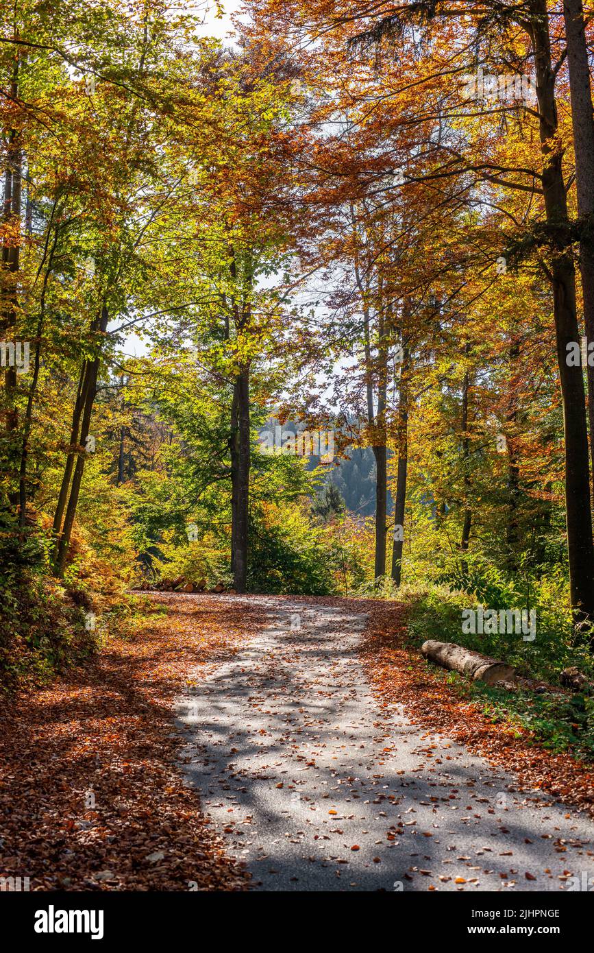 Beautiful leaves in a colorful autumn forest near Triglav National Park ...