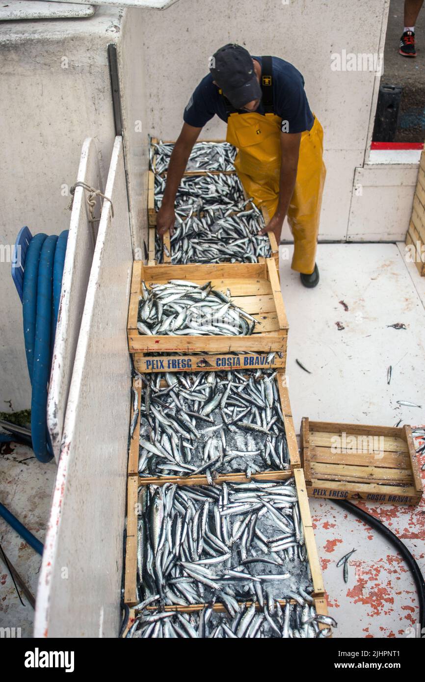 Fisherman selcting the fish to sell Stock Photo - Alamy