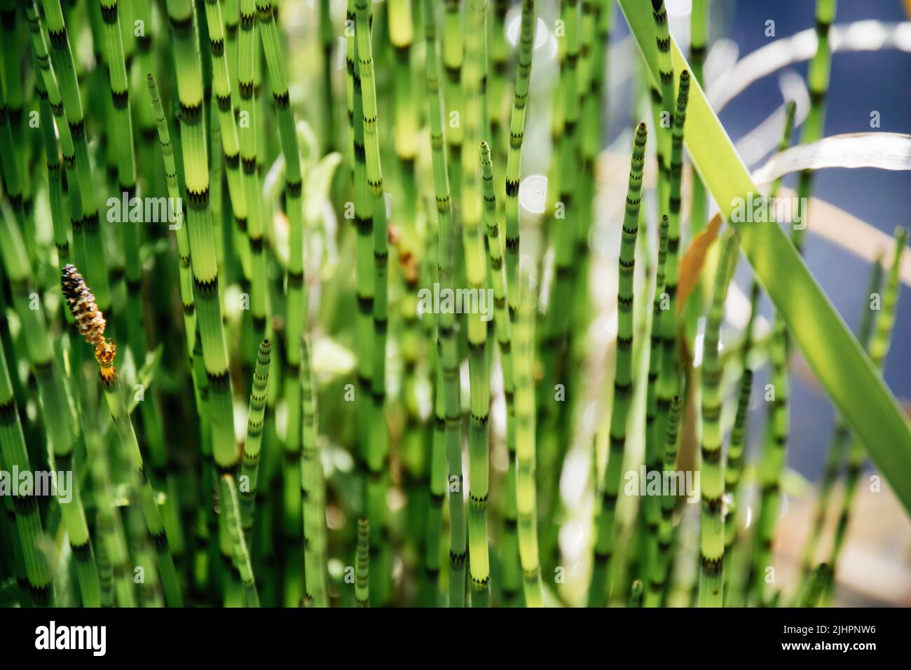 Close-up macro shot of Equisetum fluviatile, the water horsetail or ...