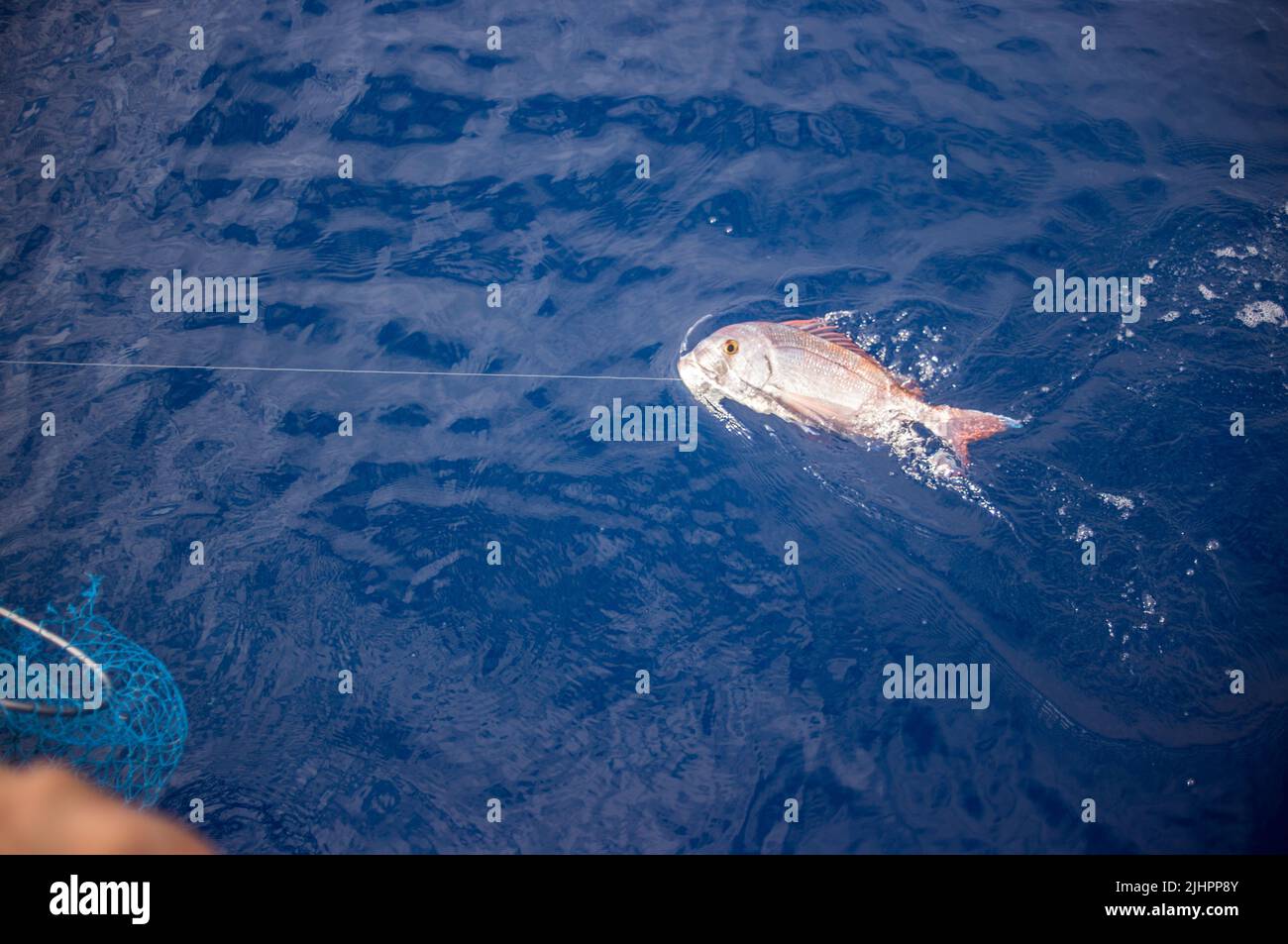 Fish palamos hi-res stock photography and images - Alamy
