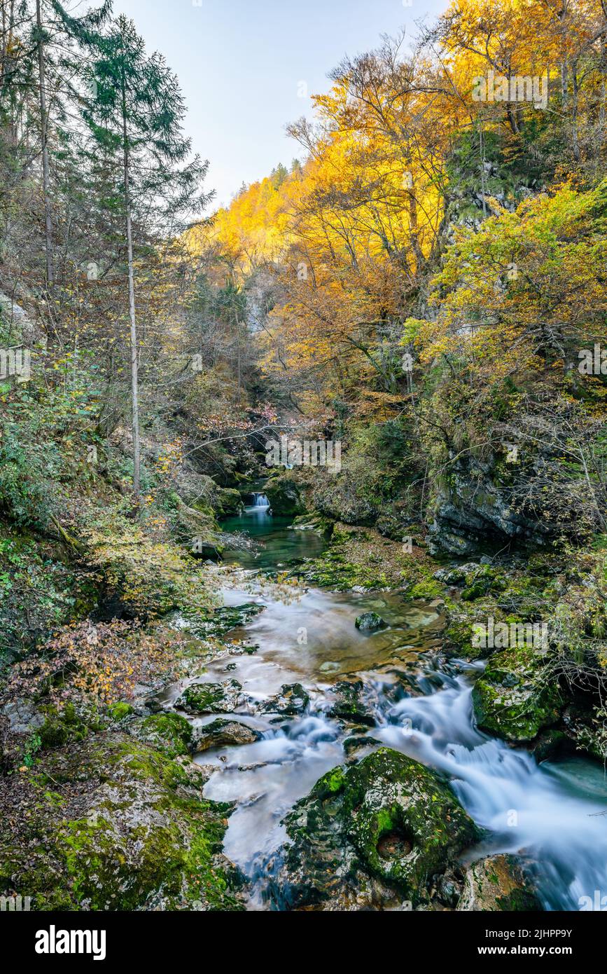 Gorgeous fall scene. The fall colors look great in the deep woods. View ...