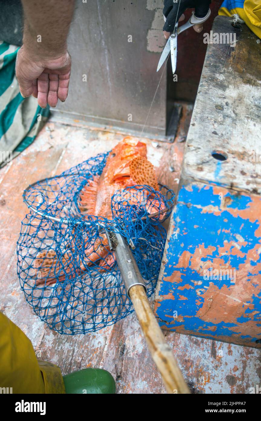 Catch in the net hi-res stock photography and images - Alamy