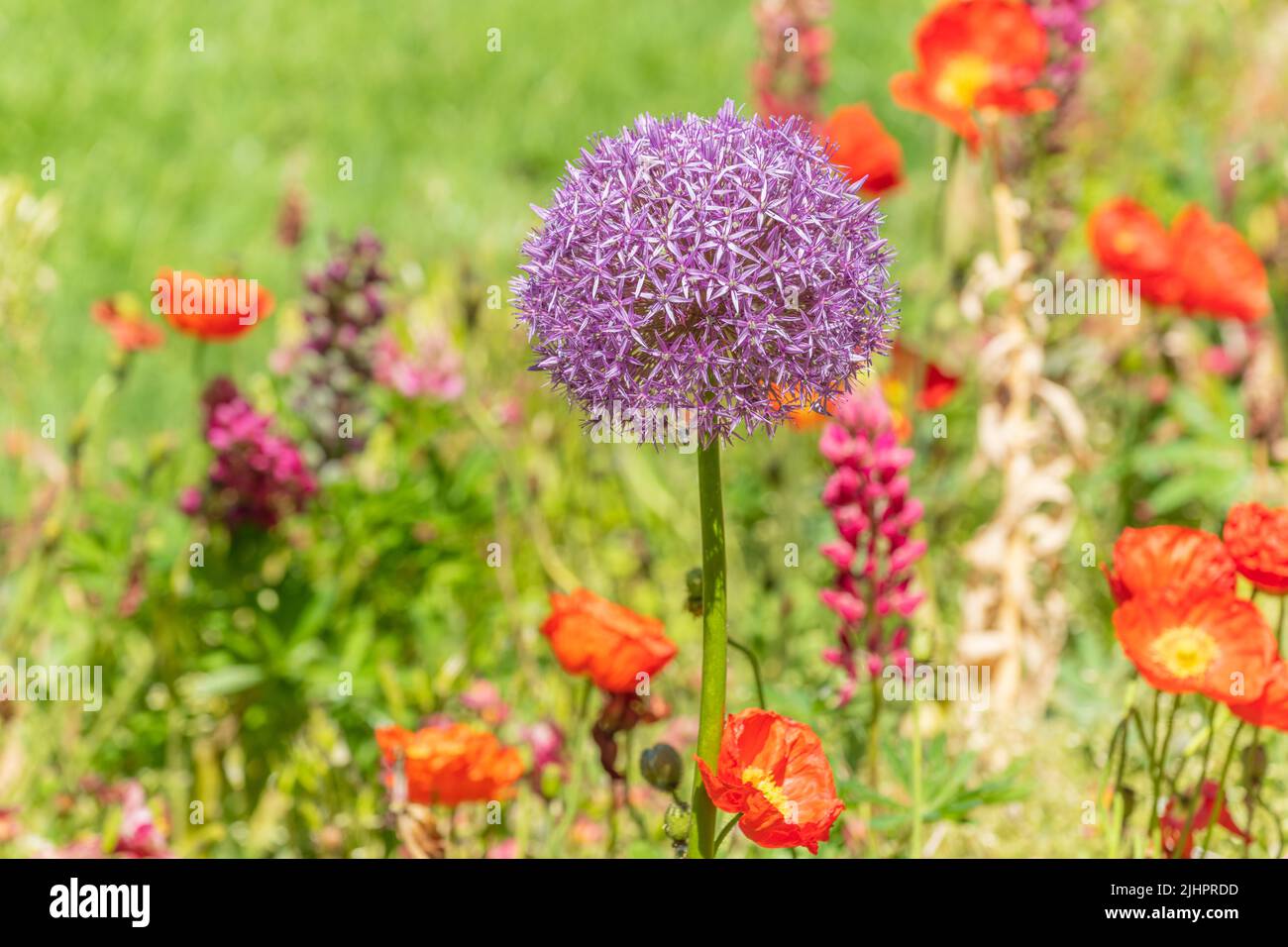 Floral park of island of mainau. Constance, Germany Stock Photo - Alamy