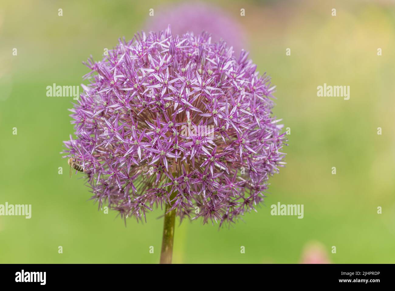 Floral park of island of mainau. Constance, Germany Stock Photo - Alamy