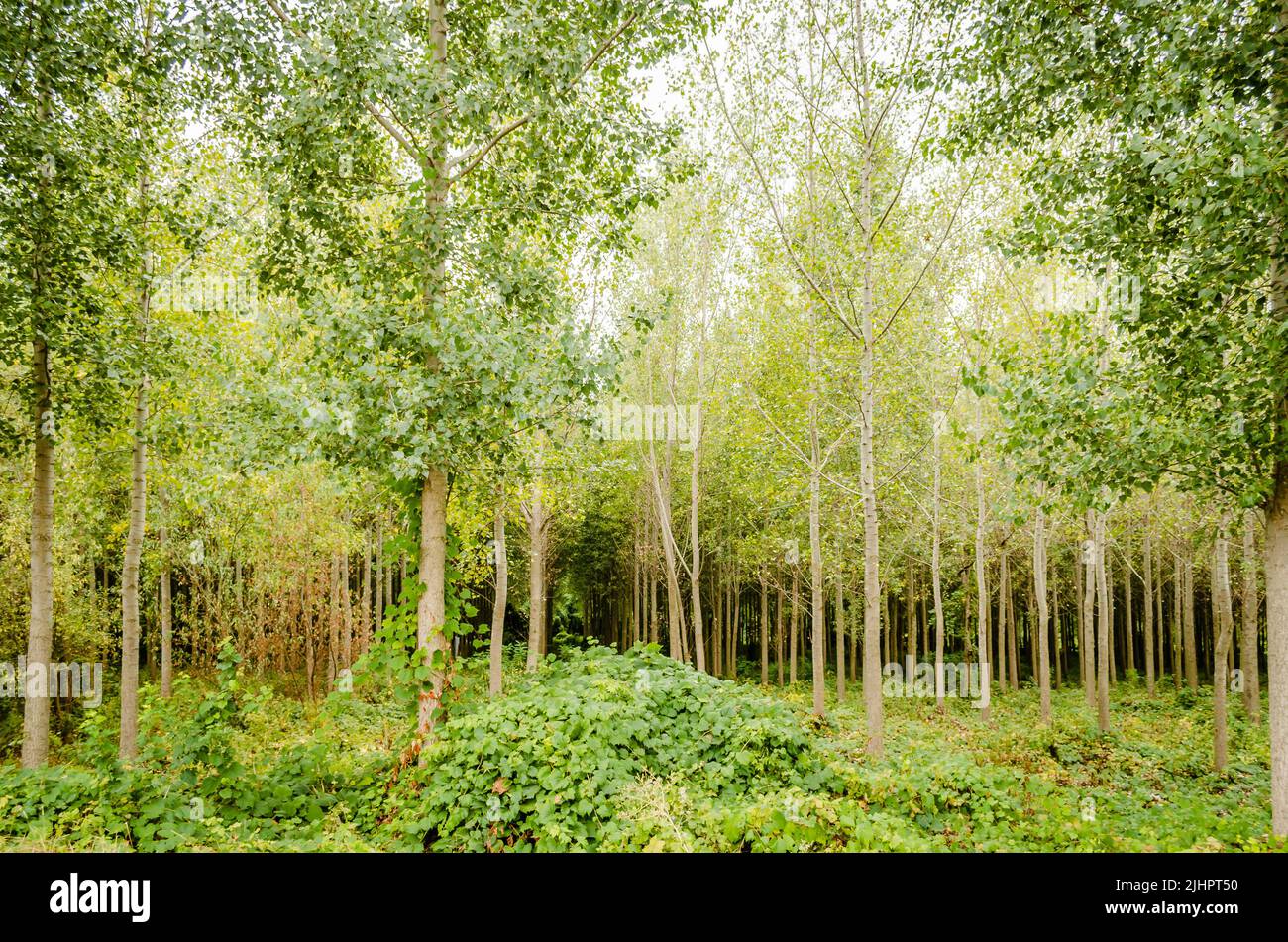 A view of a young forest with Poplar trees. A green forest with young ...