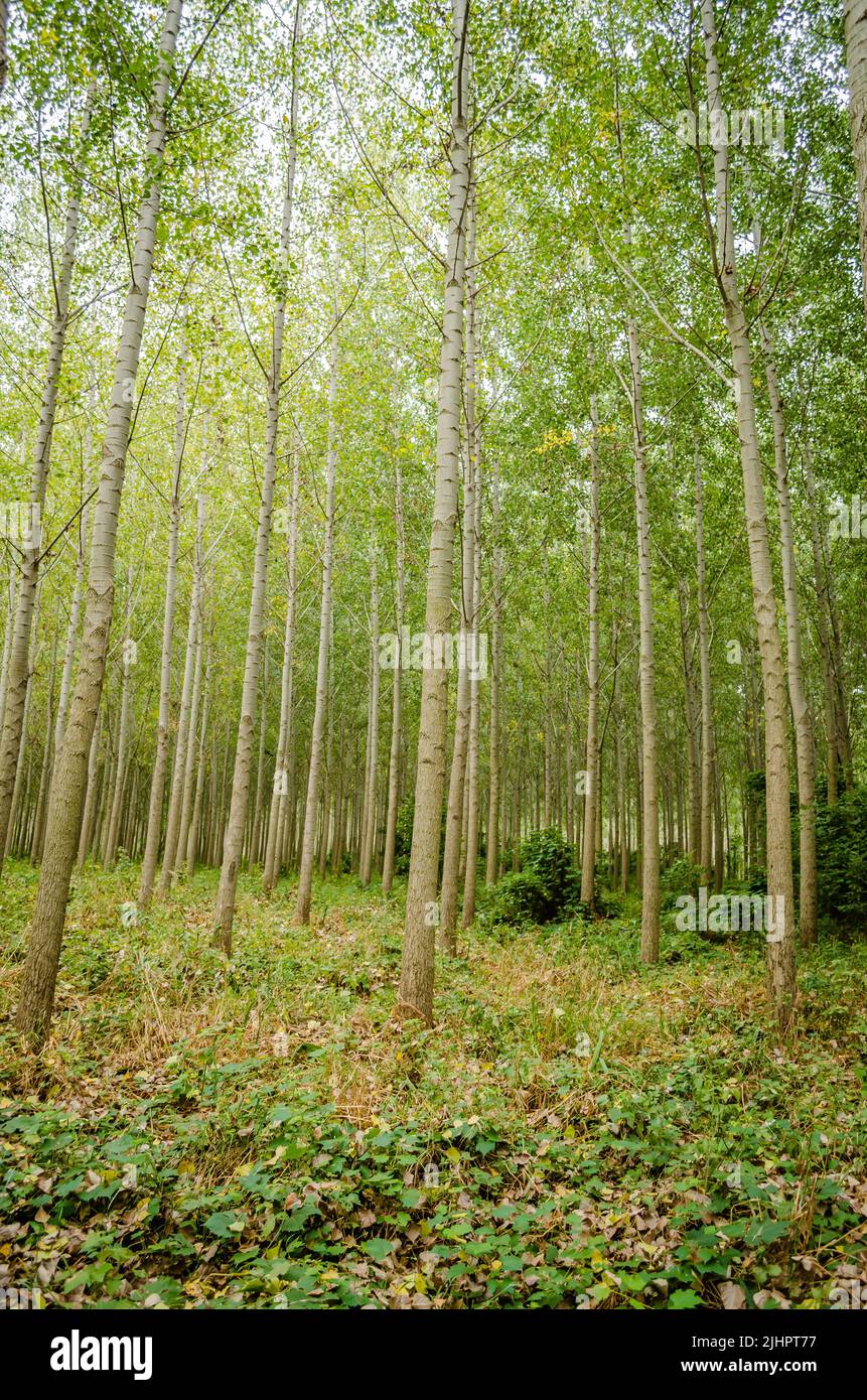 A view of a young forest with Poplar trees. A green forest with young Poplar trees, illuminated ...