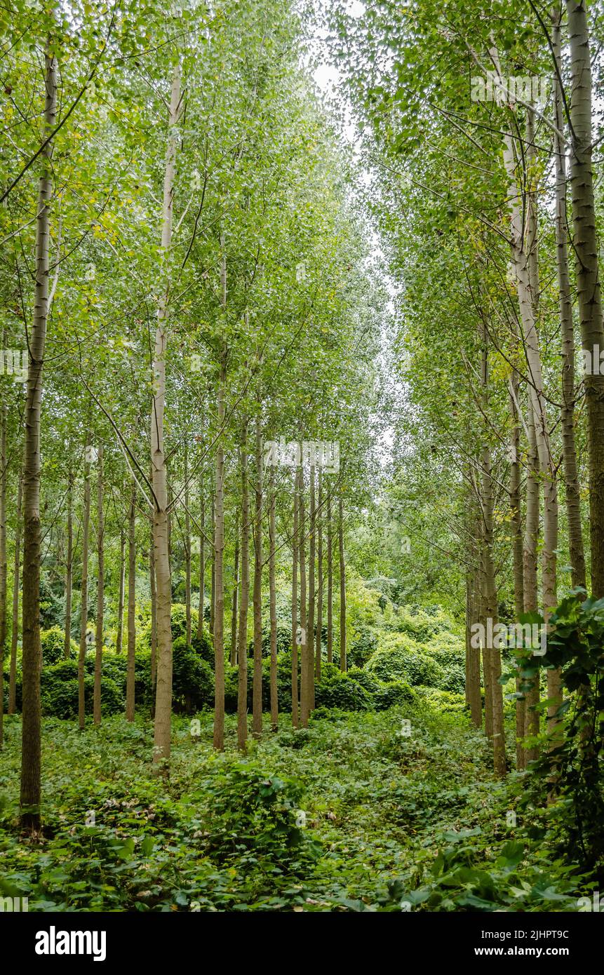 A view of a young forest with Poplar trees. A green forest with young ...