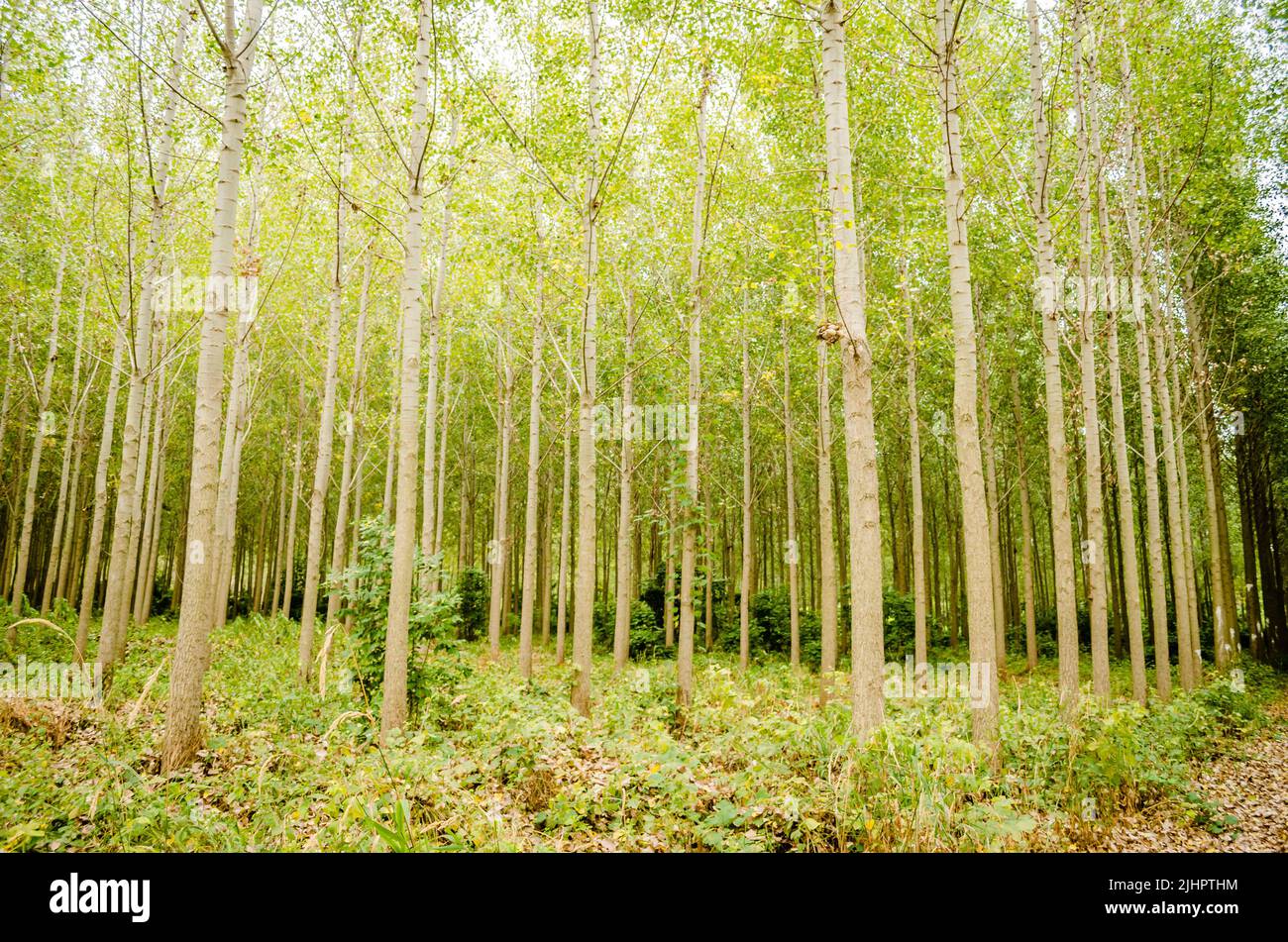 A view of a young forest with Poplar trees. A green forest with young ...
