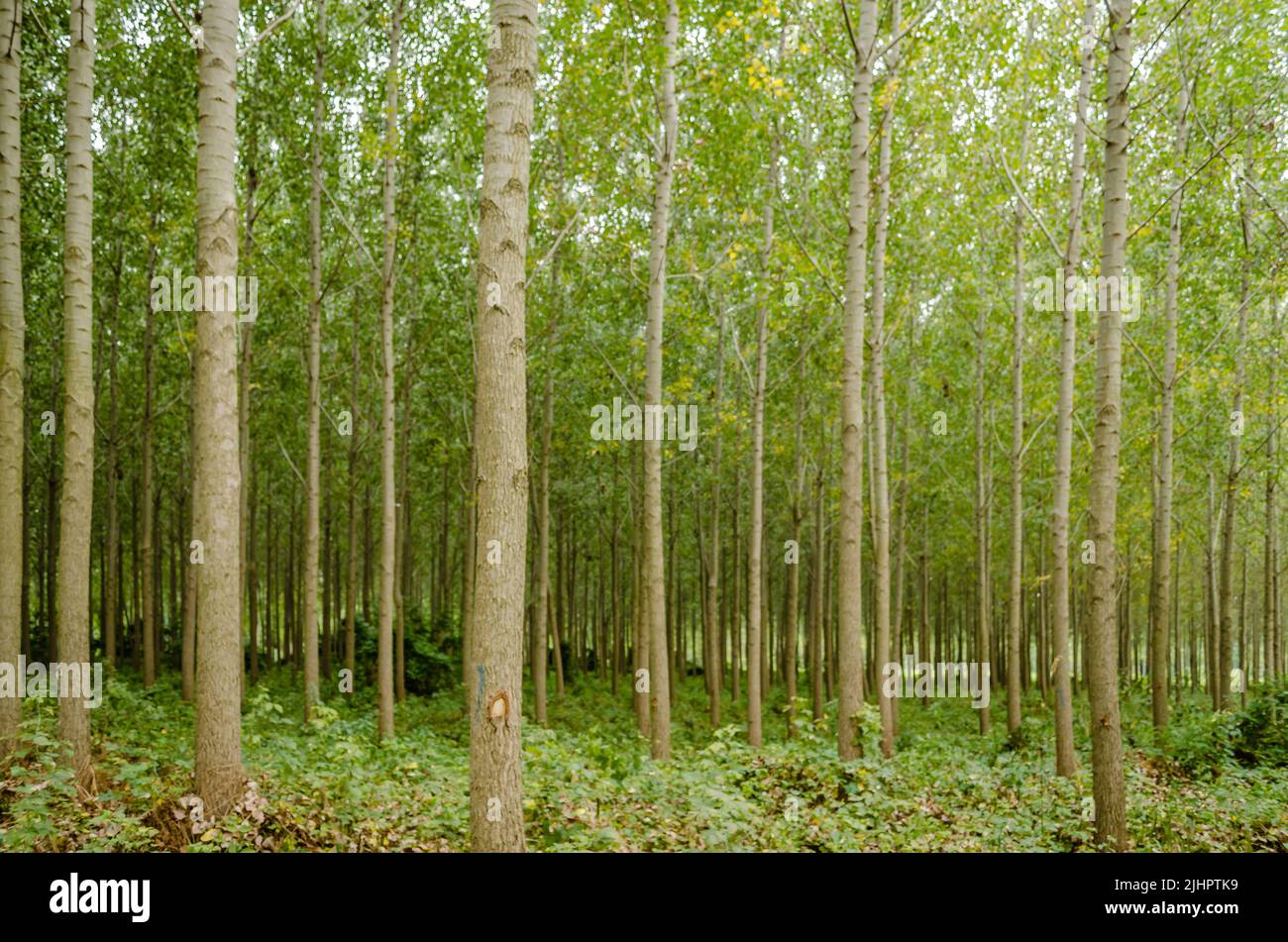 A view of a young forest with Poplar trees. A green forest with young ...