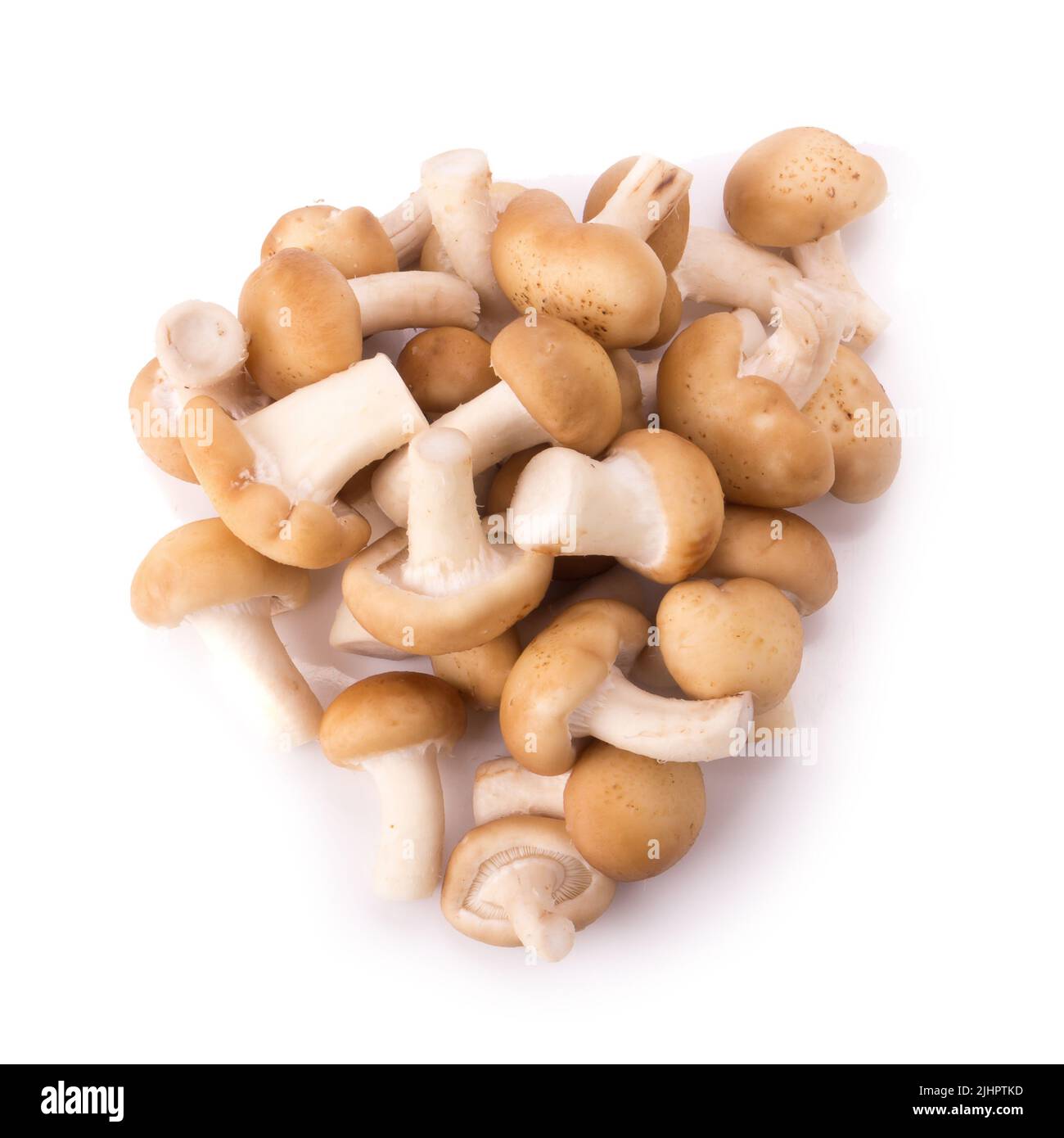 mushroom on the White background Stock Photo - Alamy