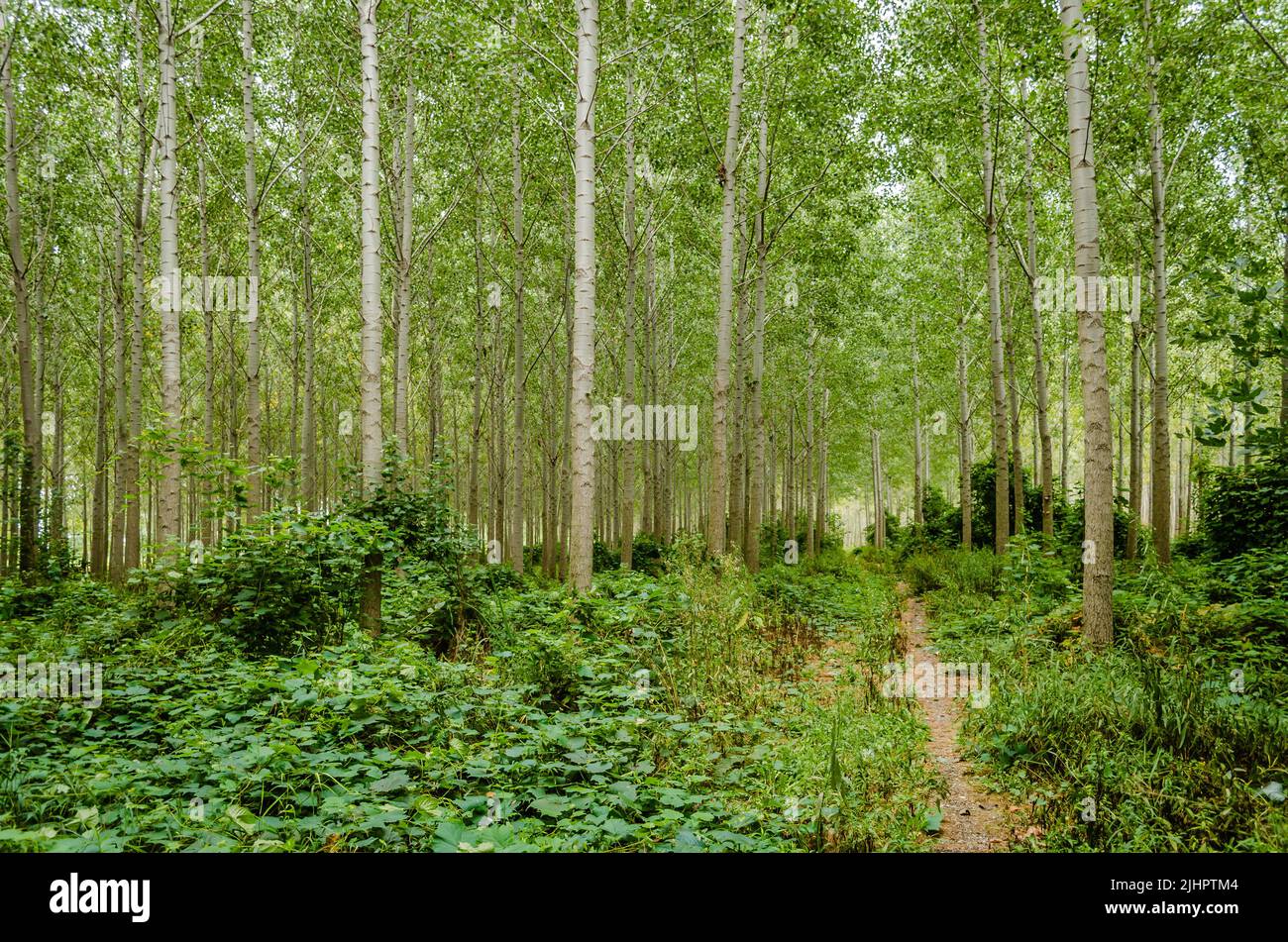 A view of a young forest with Poplar trees. A green forest with young ...