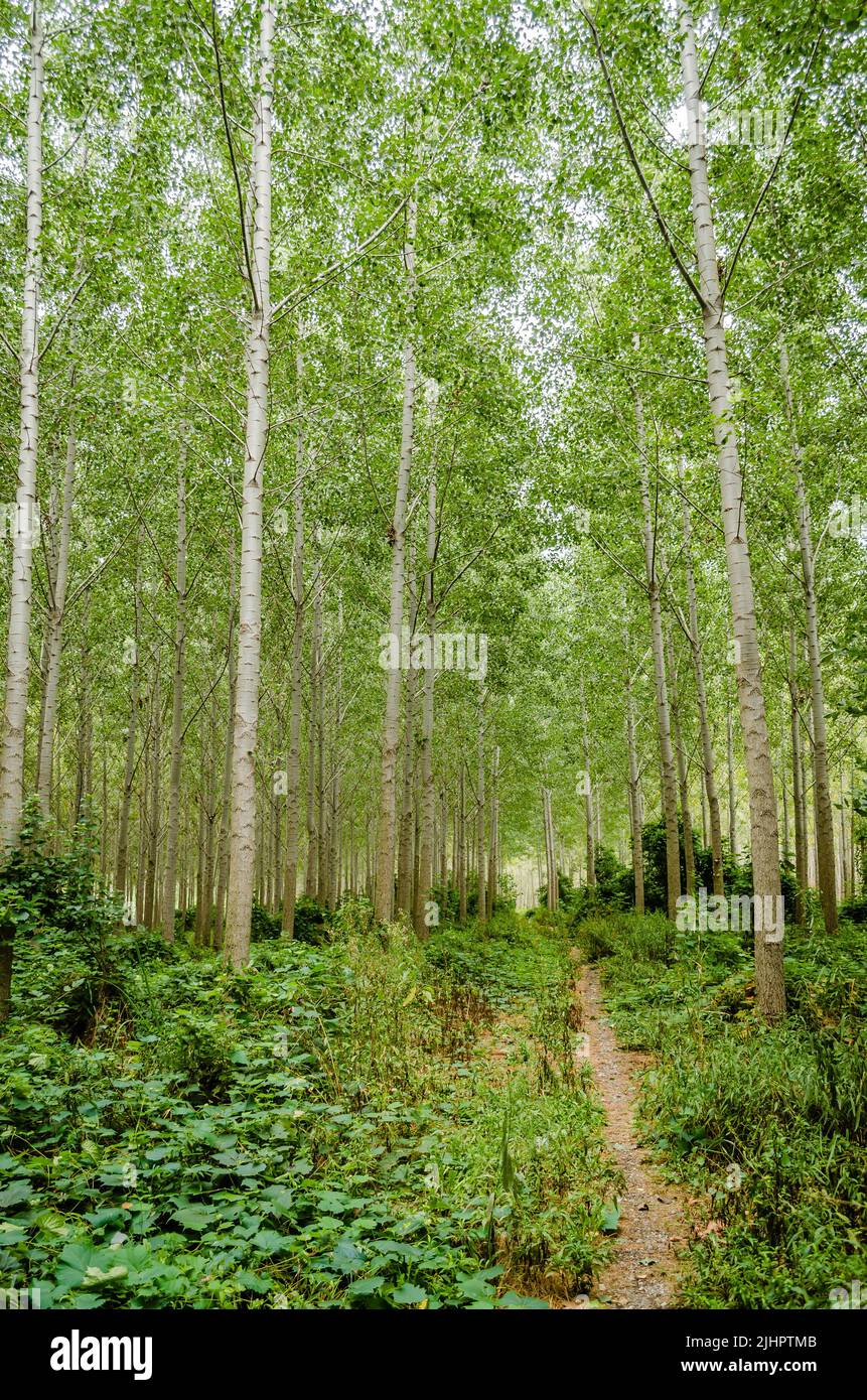 A view of a young forest with Poplar trees. A green forest with young ...