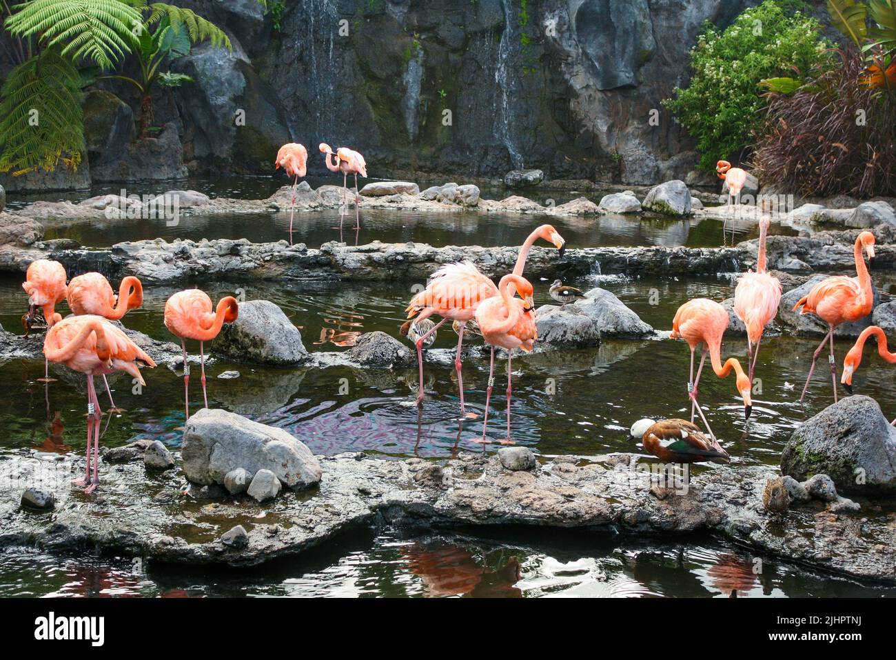 Group ducks in zoo hi-res stock photography and images - Alamy