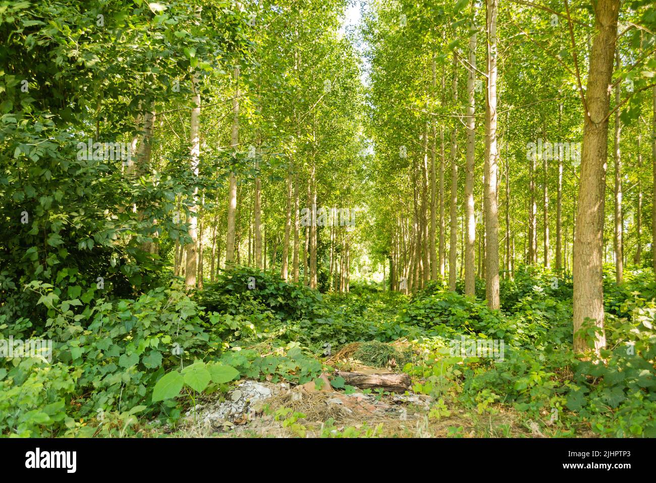 A view of a young forest with Poplar trees. A green forest with young ...
