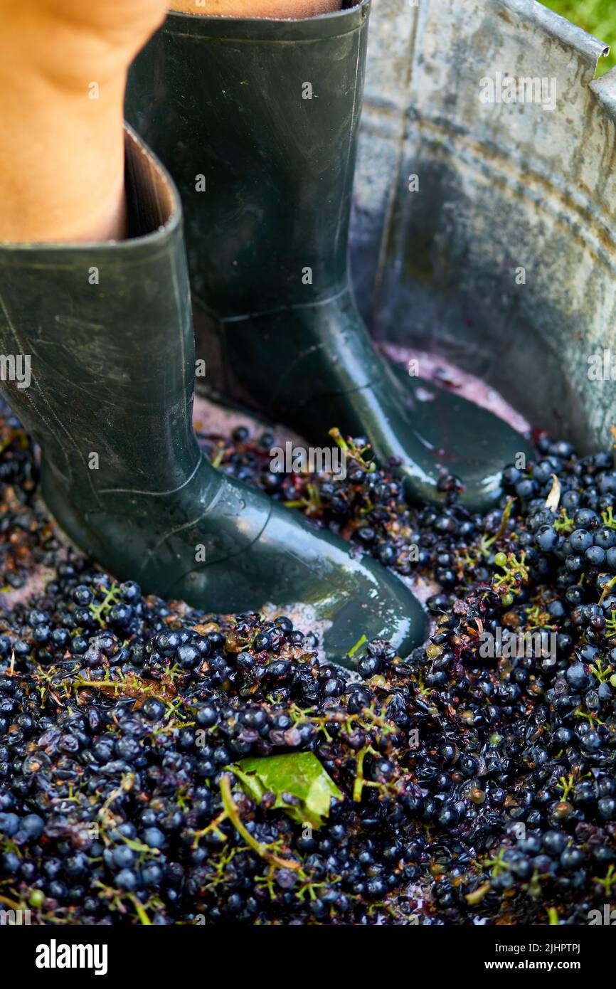 Pressing grapes feet hi-res stock photography and images - Alamy