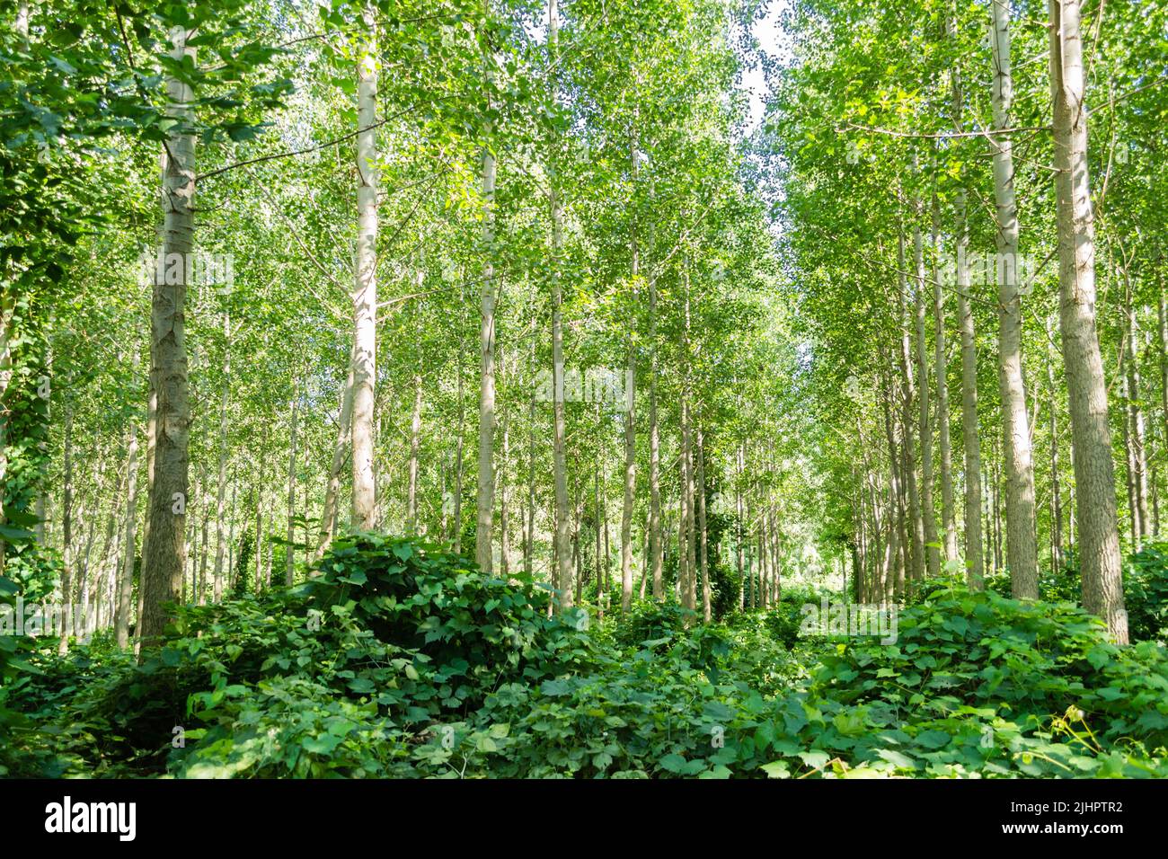 A view of a young forest with Poplar trees. A green forest with young ...