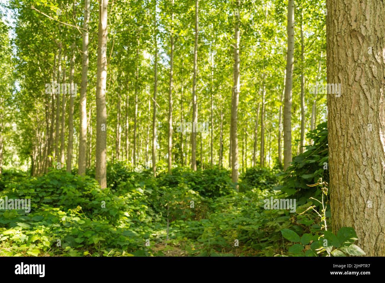A view of a young forest with Poplar trees. A green forest with young ...