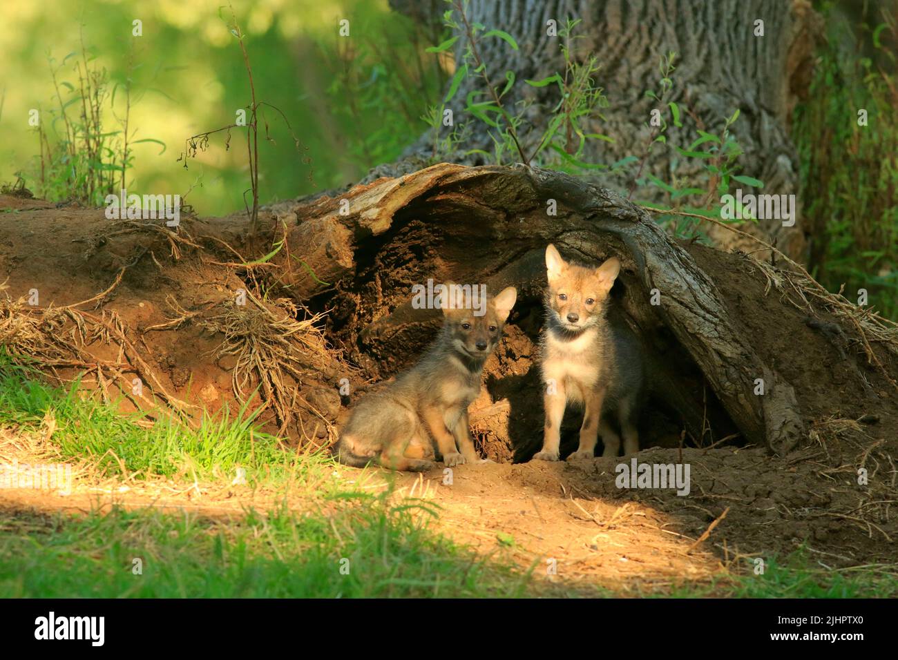 Jackal israel hi-res stock photography and images - Alamy