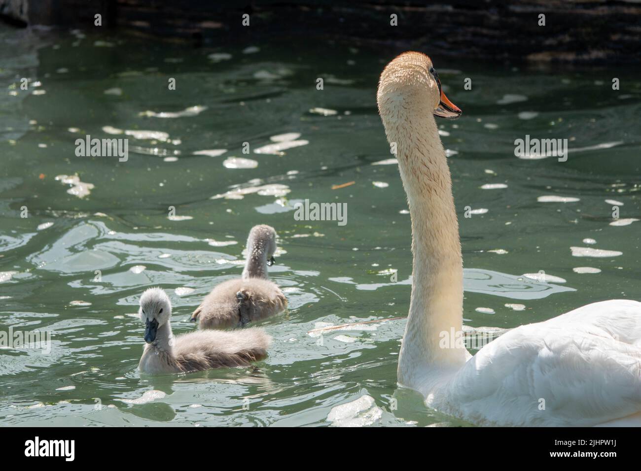 elegant swan with her cute cygnets on the river Stock Photo - Alamy