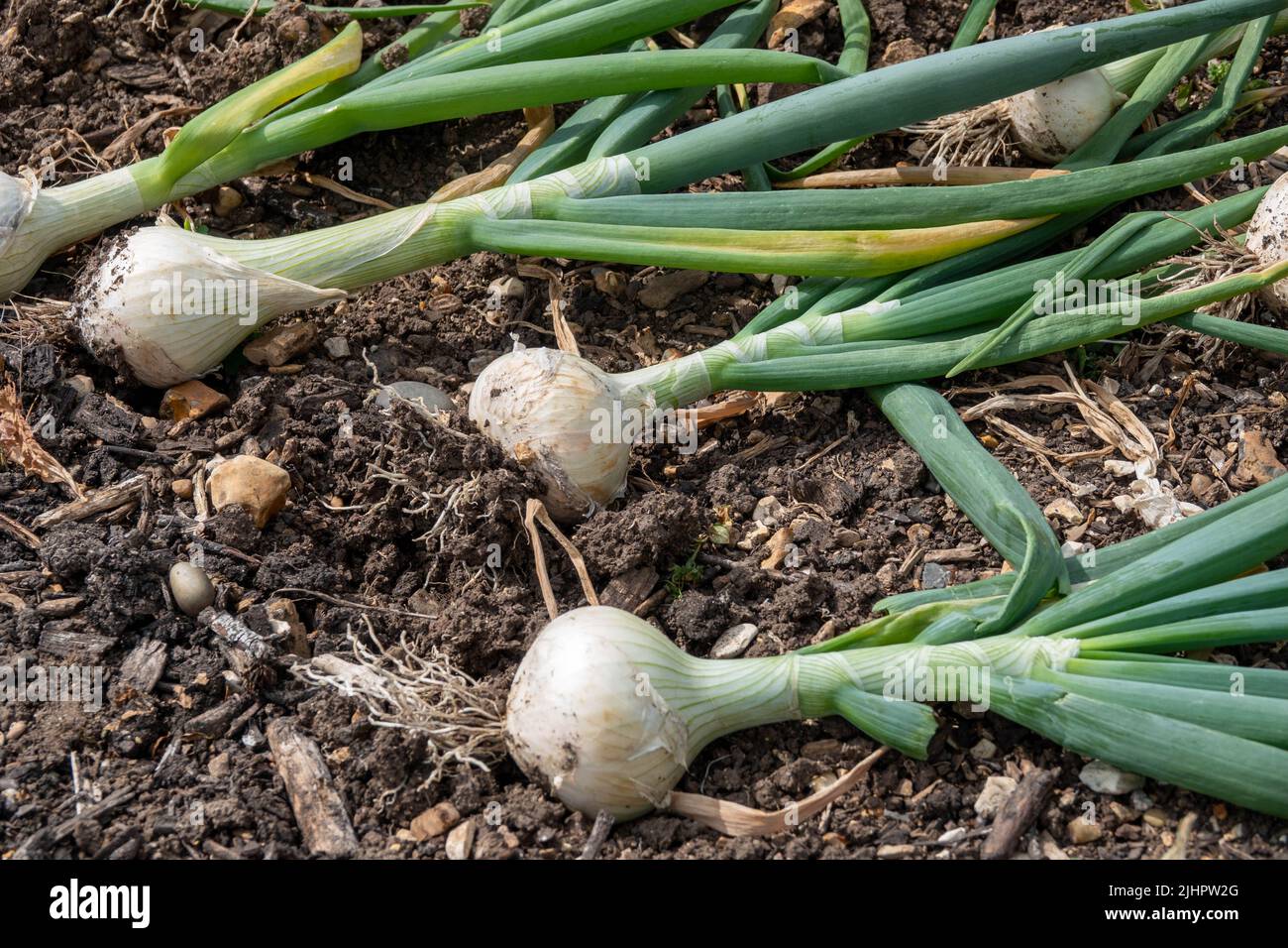 Onion onions produce green allium hi-res stock photography and images ...