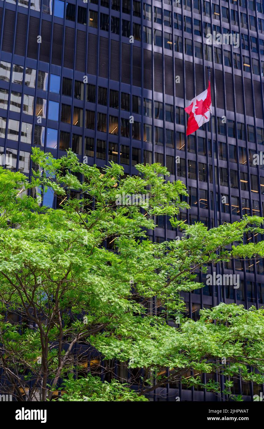 A tree with bright green leaves in front of a Toronto Dominion Centre ...
