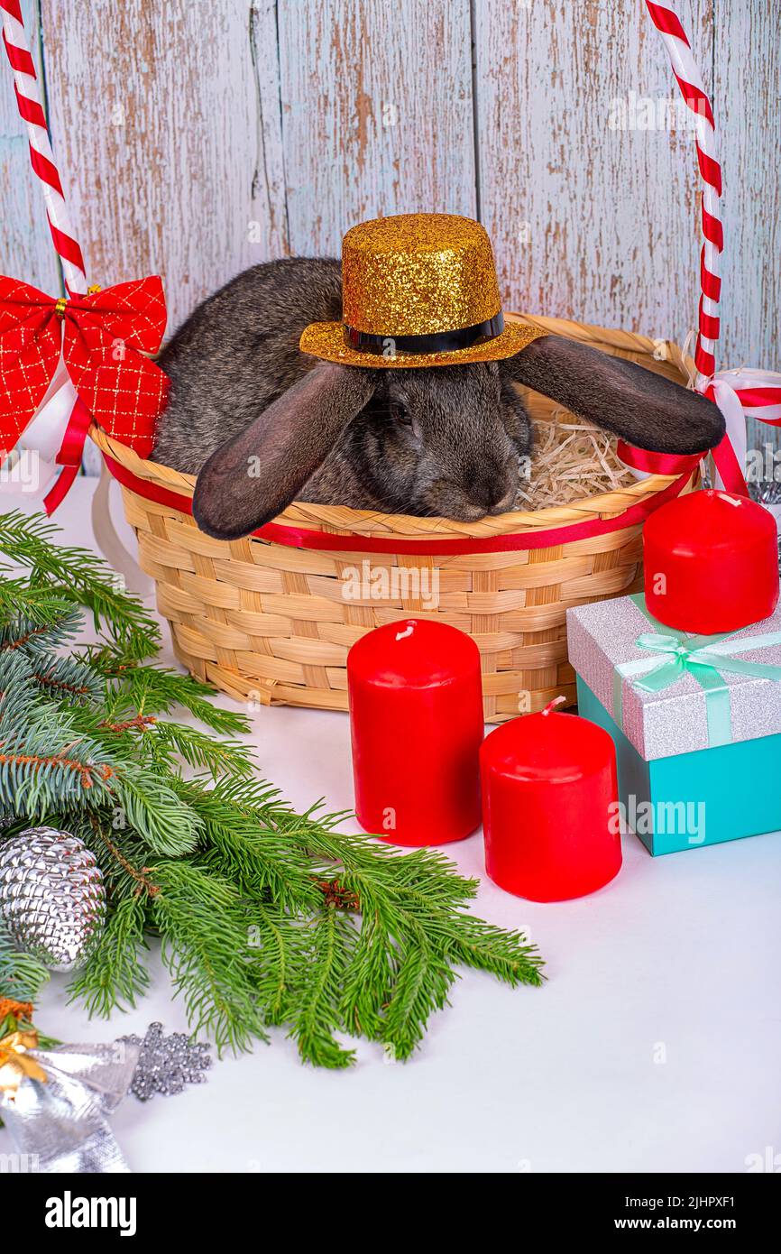 A New Year's black rabbit in a golden hat sits in a basket among the ...