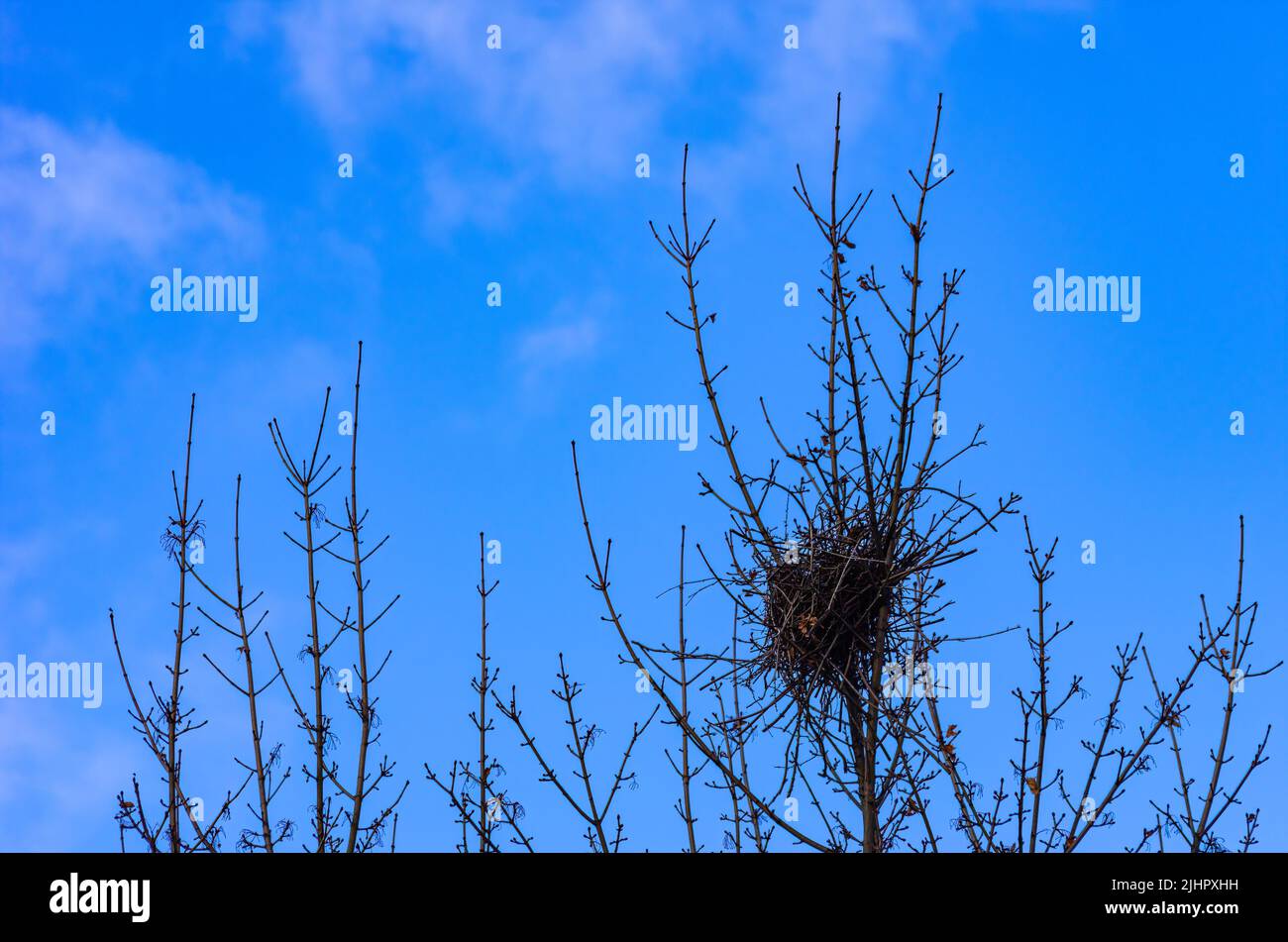 Treetop bird hi-res stock photography and images - Alamy