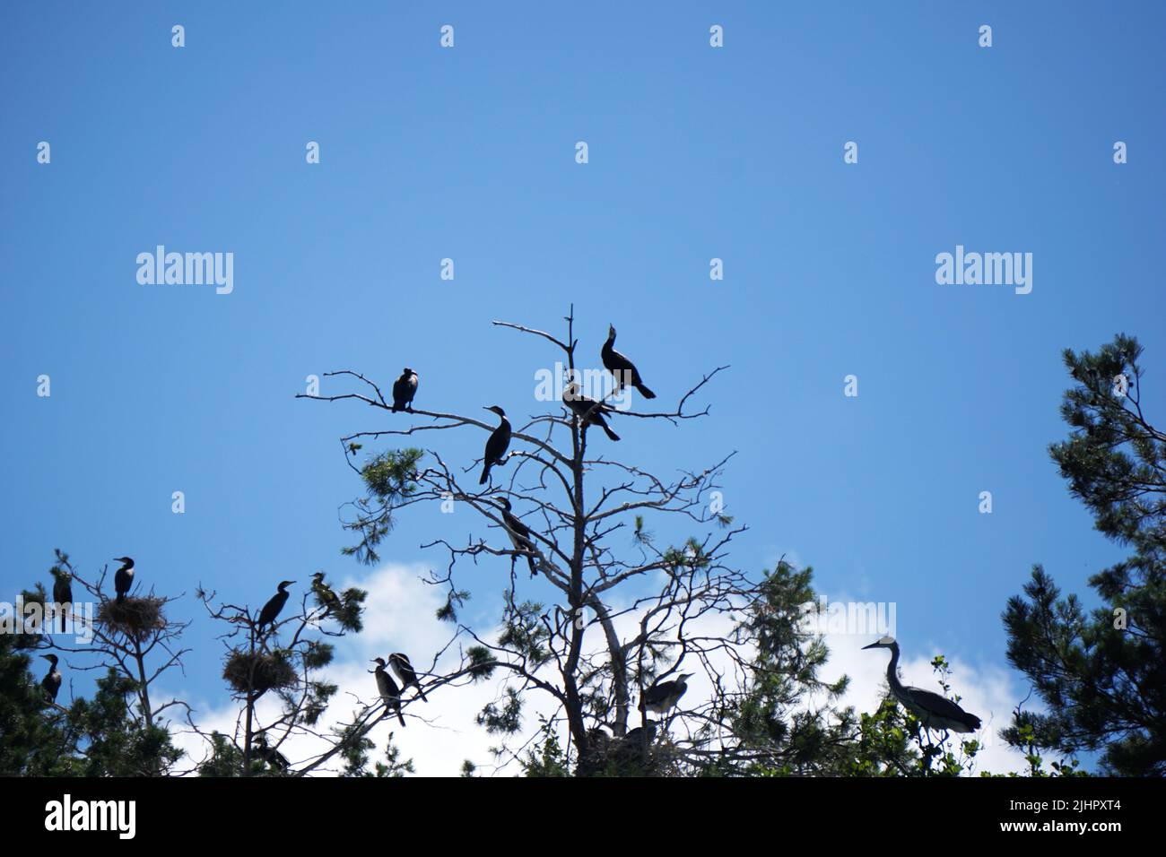 Flock of birds sitting on top of a tree Stock Photo - Alamy