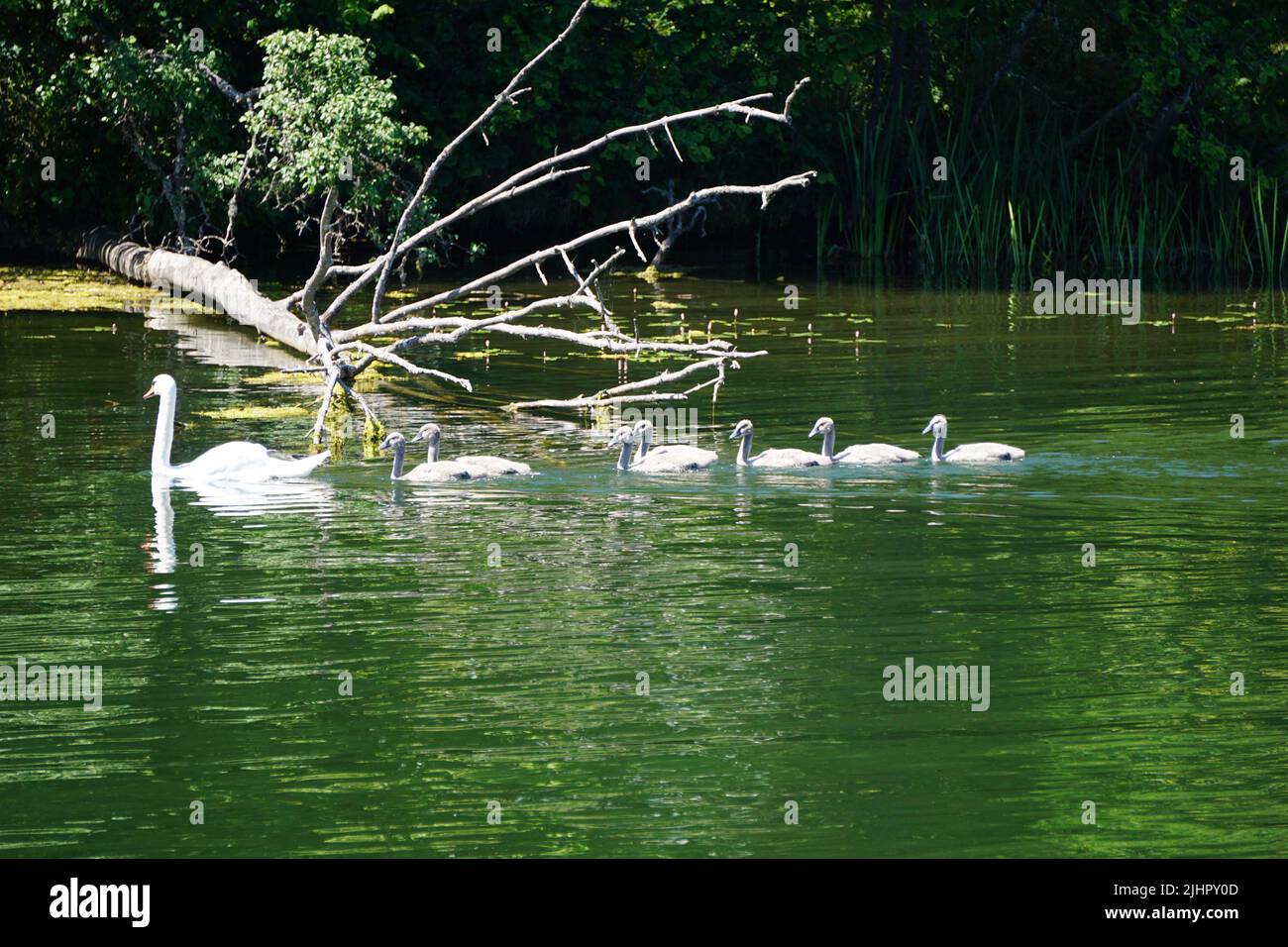 Child following parent hi-res stock photography and images - Alamy