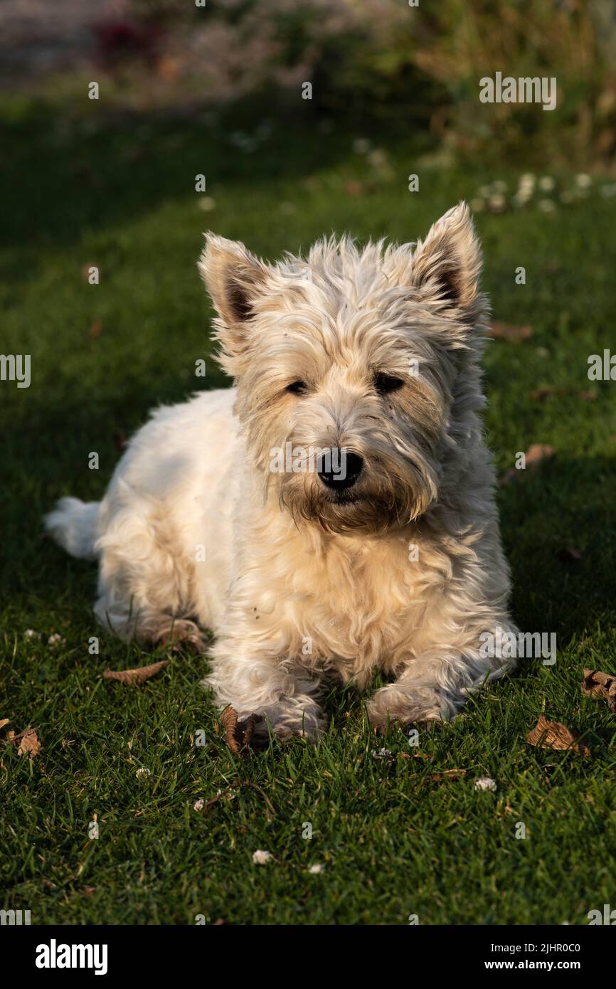 Working terriers hi-res stock photography and images - Alamy