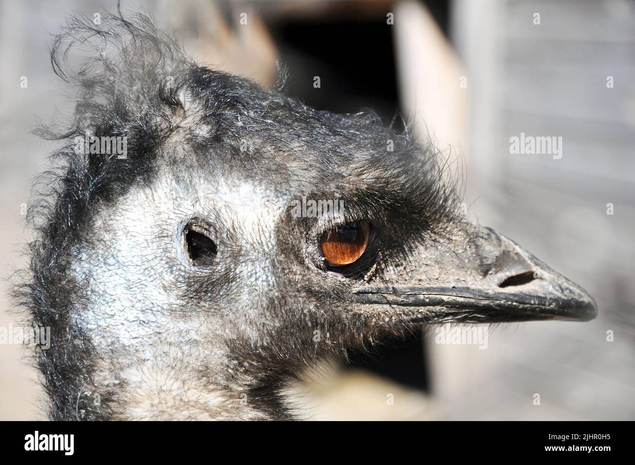 Emu profile hi-res stock photography and images - Alamy