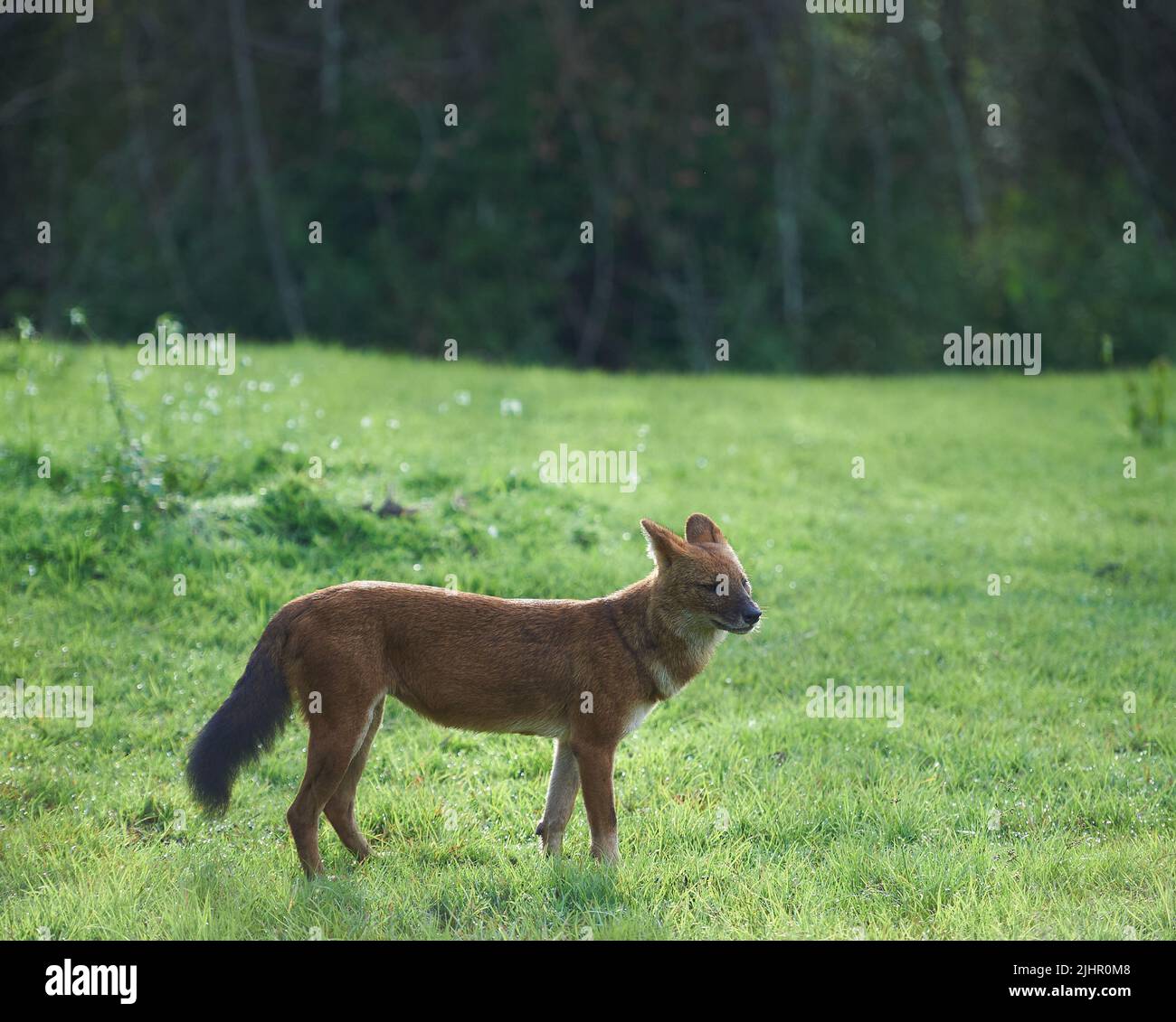 Asian wild dog hi-res stock photography and images - Alamy