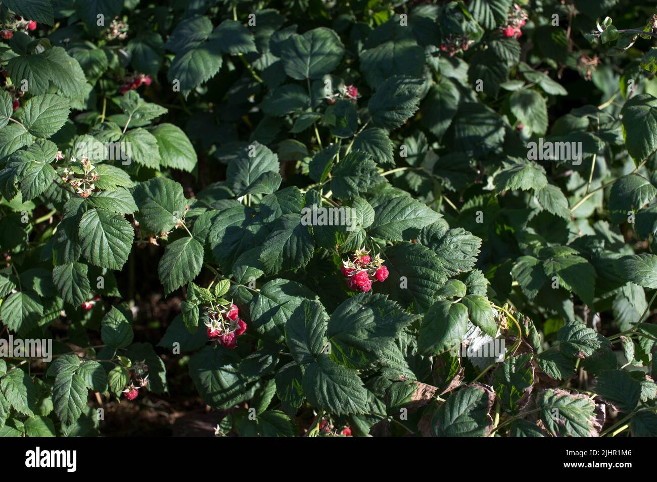 Ripe raspberries hanging on bush hi-res stock photography and images ...