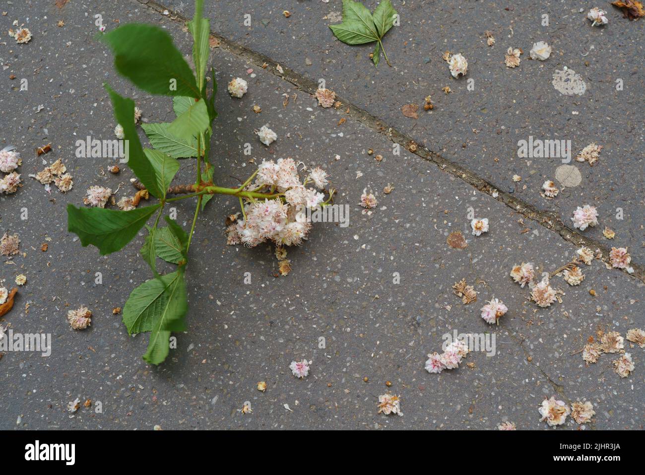 Chestnut tree in paris france hi-res stock photography and images - Alamy