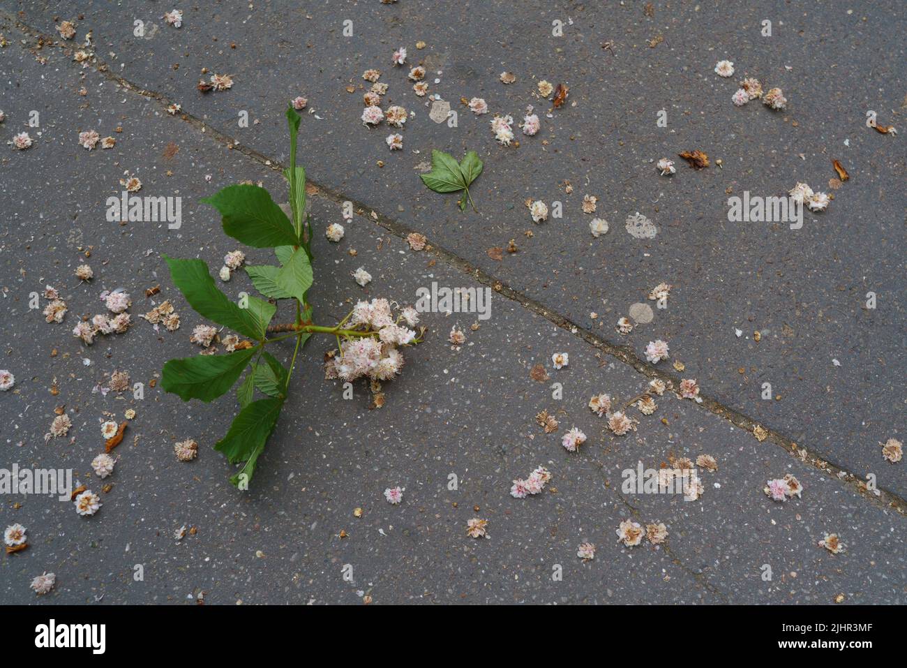Chestnut tree in paris france hi-res stock photography and images - Alamy