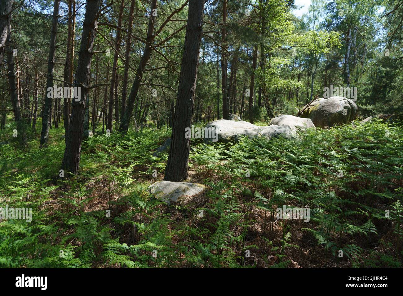 France, Ile de France region, Seine et Marne, Forest of Fontainebleau ...