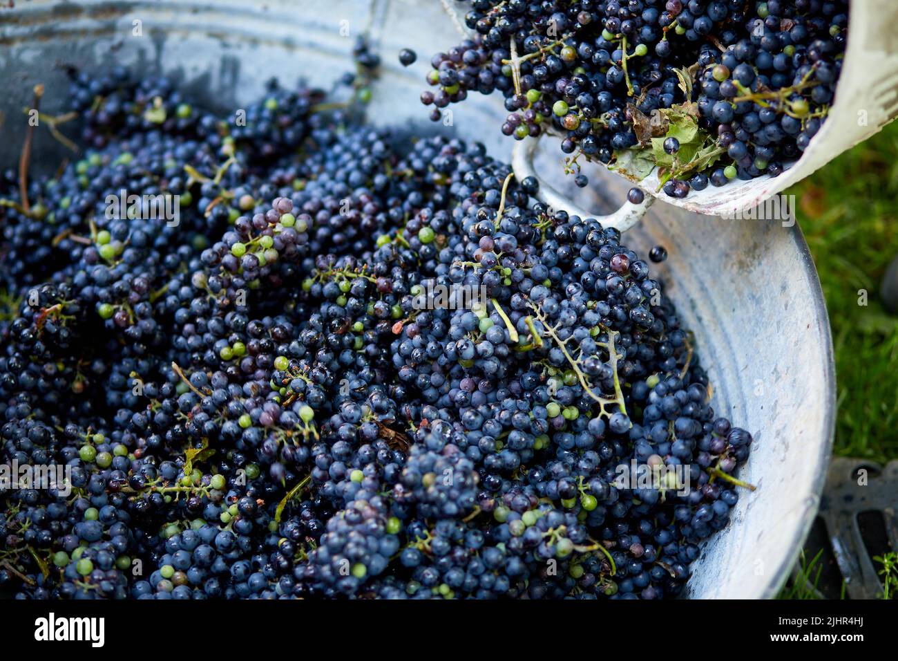 Pressing grapes feet hi-res stock photography and images - Alamy