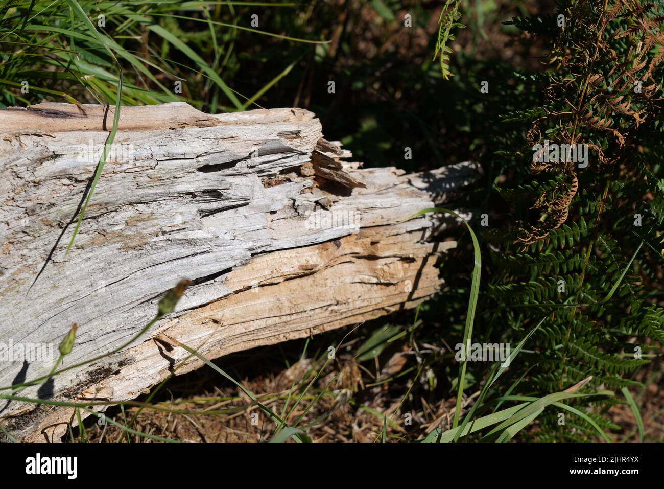 France, Bretagne region (Brittany), North tip of Finistère, pays d ...