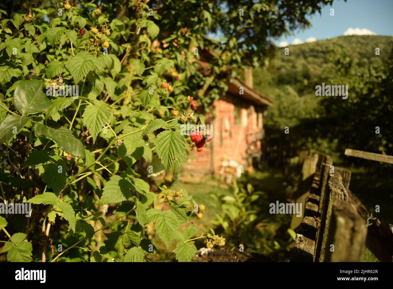 Ripe raspberry in focus, hanging on a bush, with bokeh background of a ...