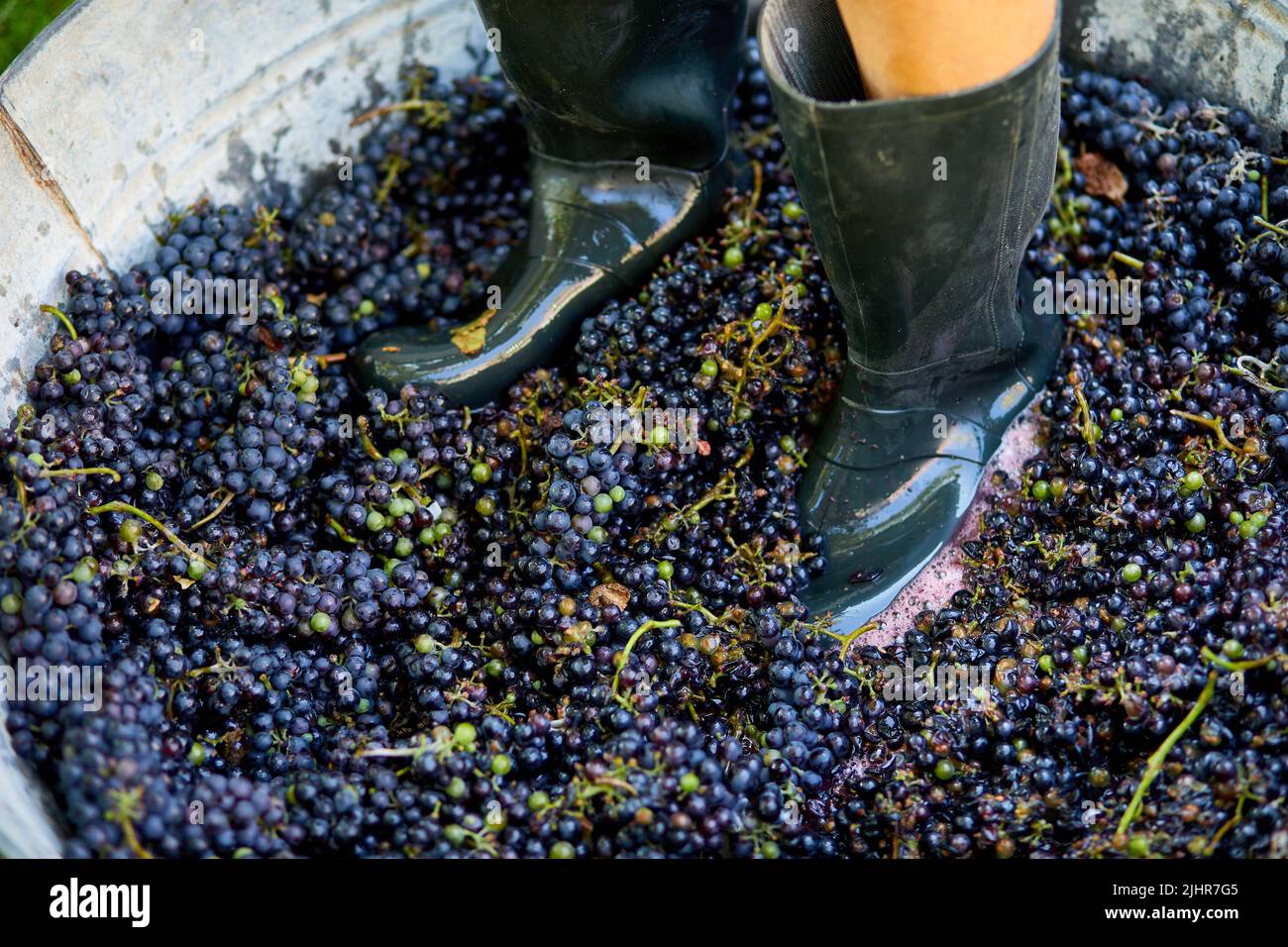 Crushing or press ripe grapes by fit in boots Stock Photo - Alamy