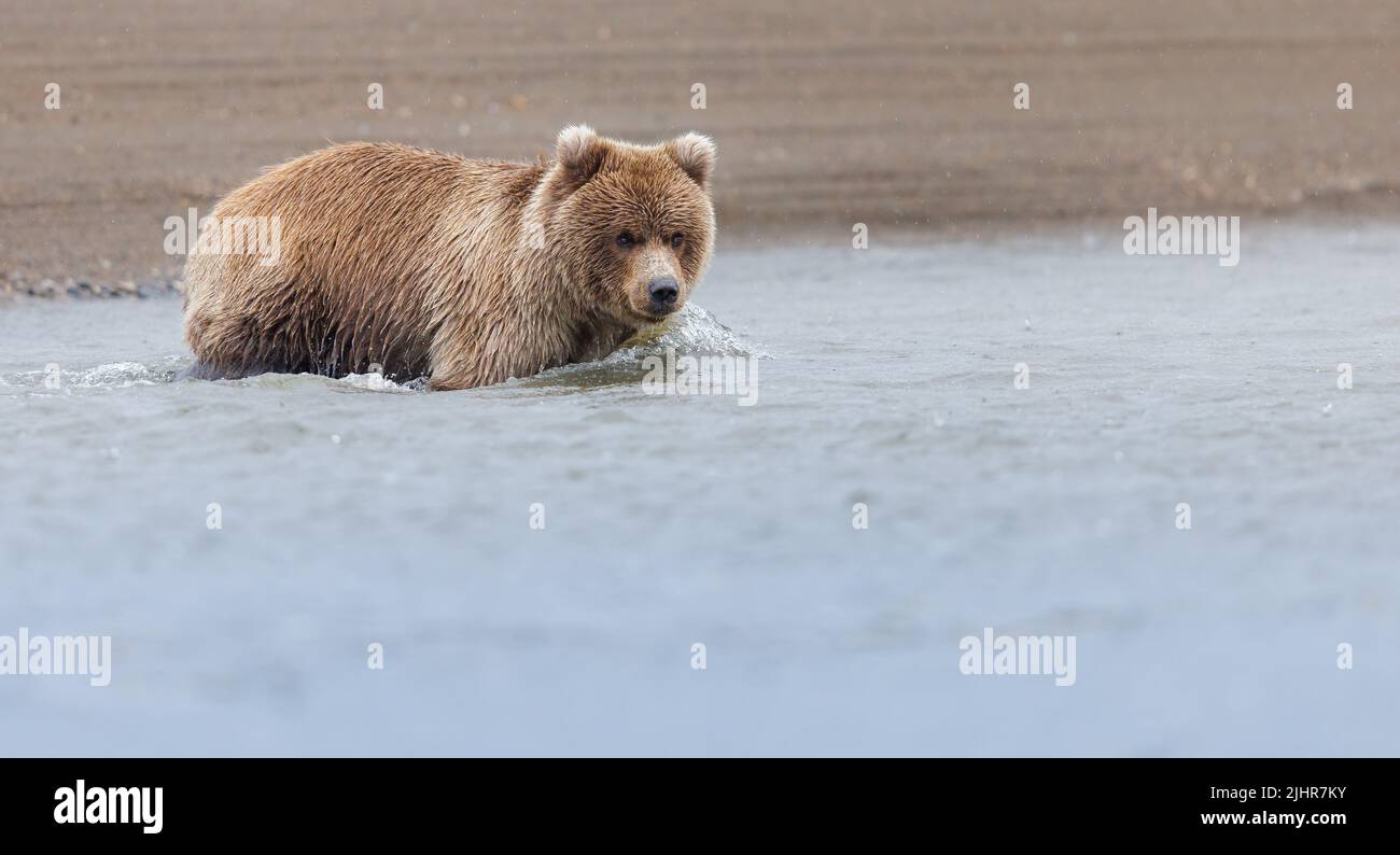Cub in water hi-res stock photography and images - Alamy