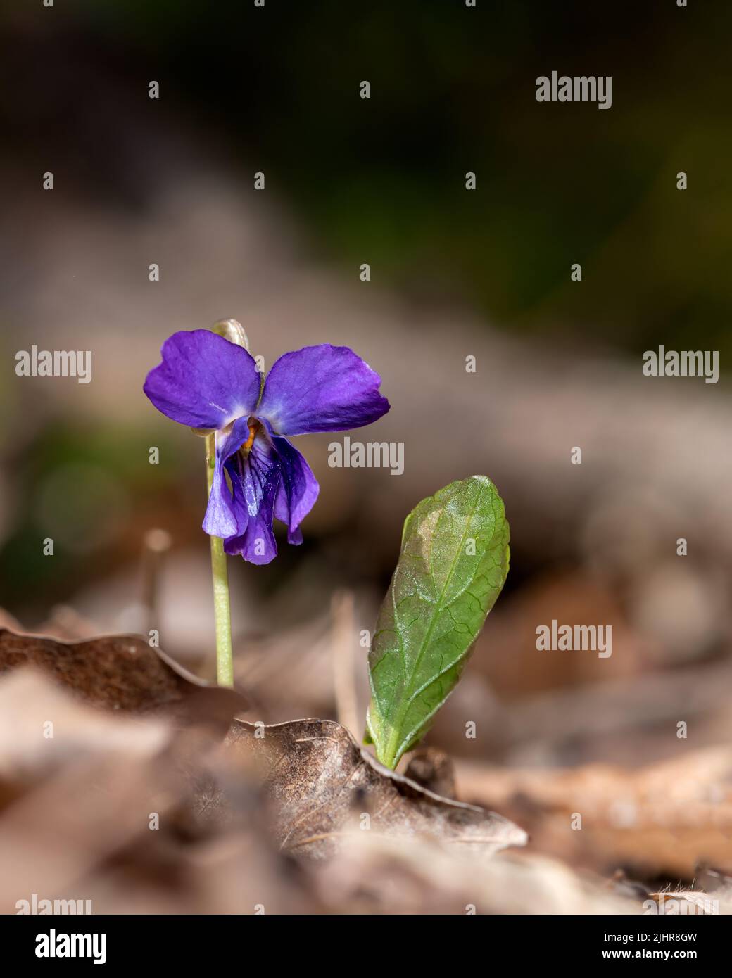 Spring Speedwell flower photo, close-up photo of veronica flower Stock ...