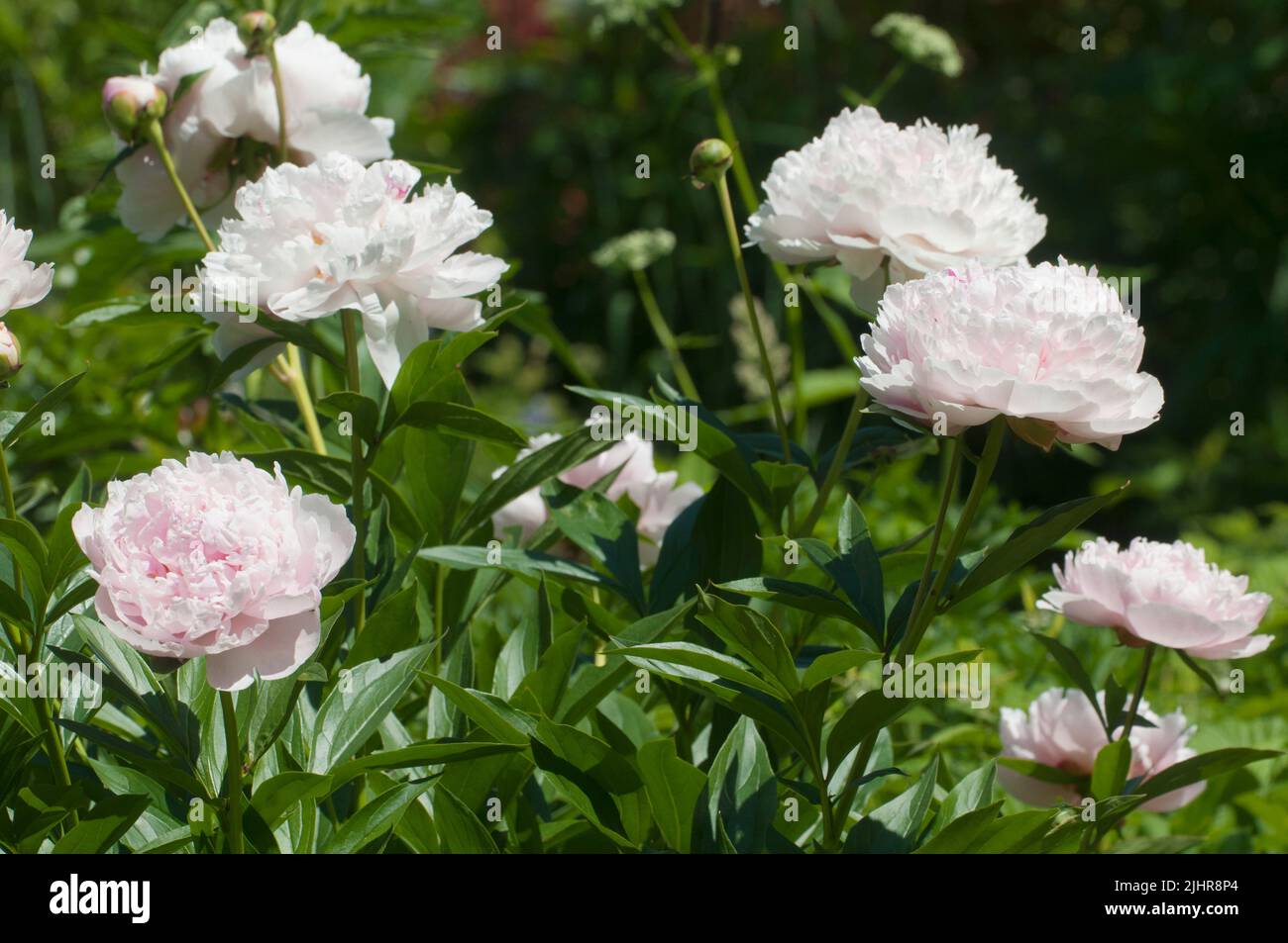 Close up flower paeonia decorative in bloom detail plant hi-res stock ...
