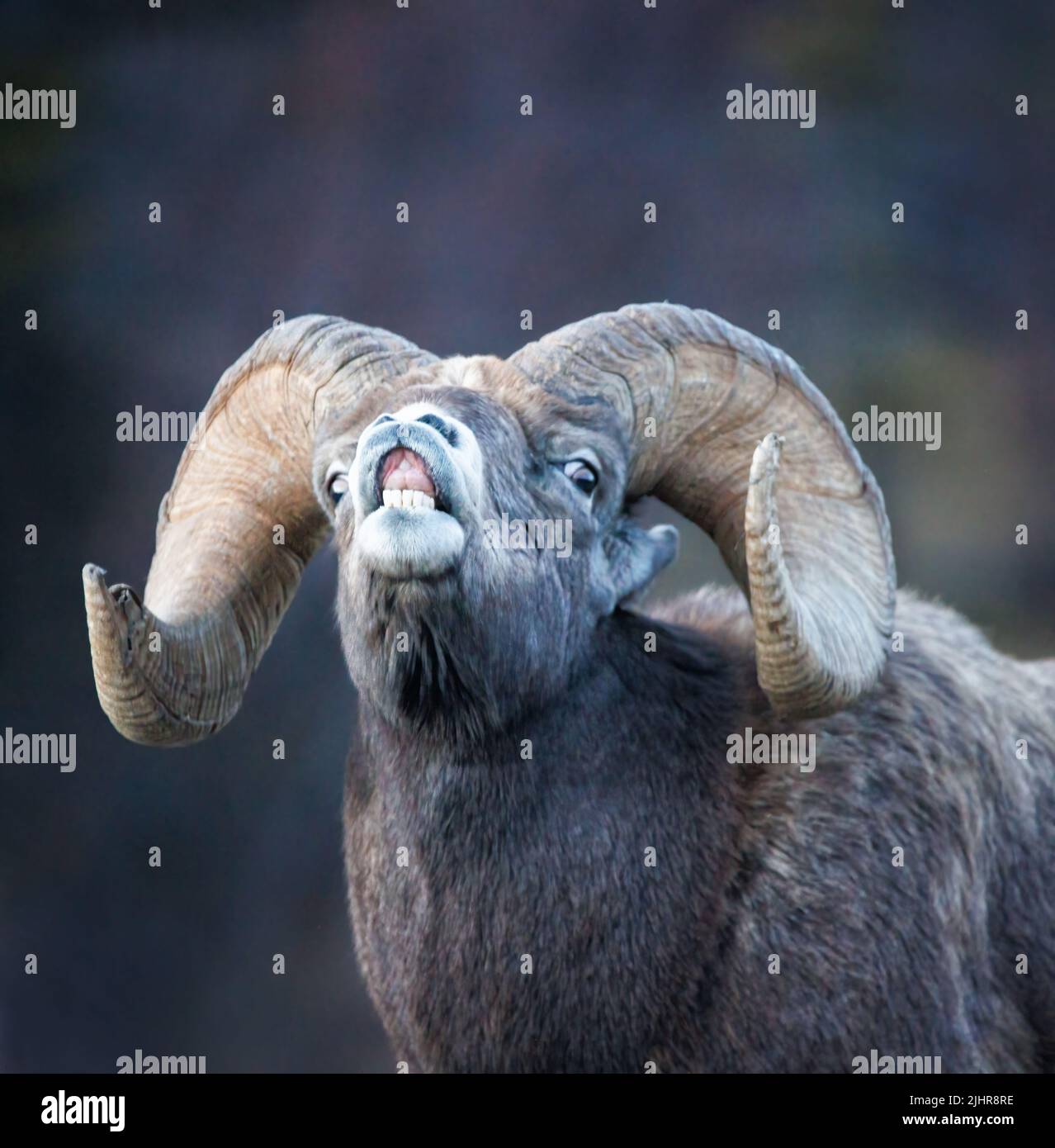 Rocky mountain bighorn sheep ovis canadensis male ram hi-res stock ...