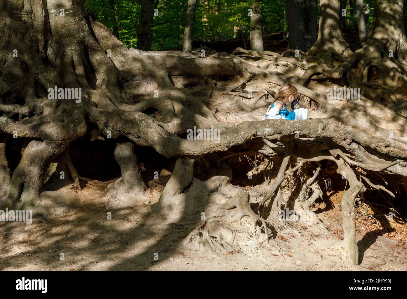 Exposed tree root system hi-res stock photography and images - Alamy