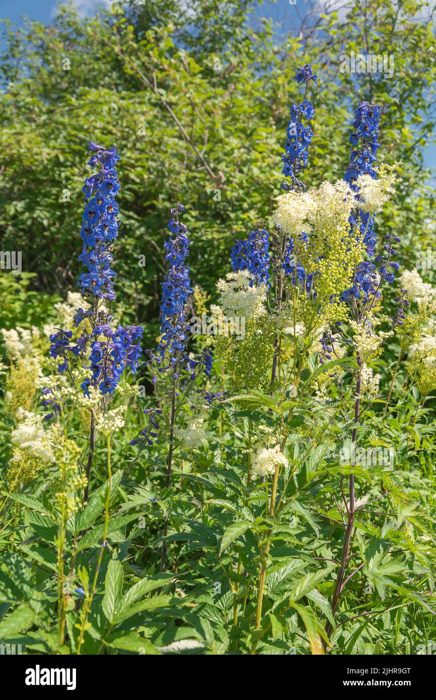 Flowering tall bushes of meadowsweet and larkspur in the height of ...